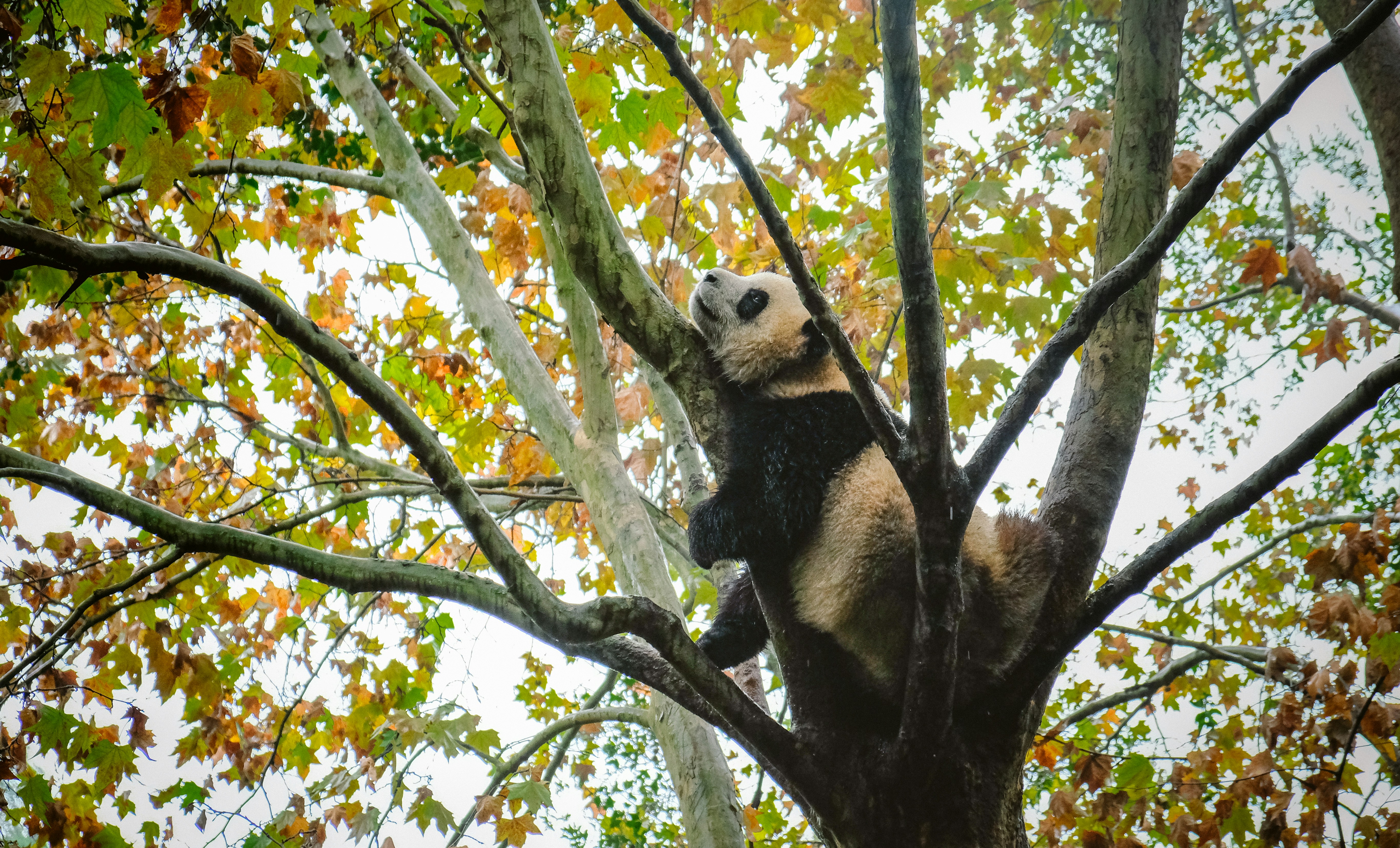 Giant panda climbing a tree surrounded by vibrant autumn leaves, showcasing its playful nature in a natural habitat.