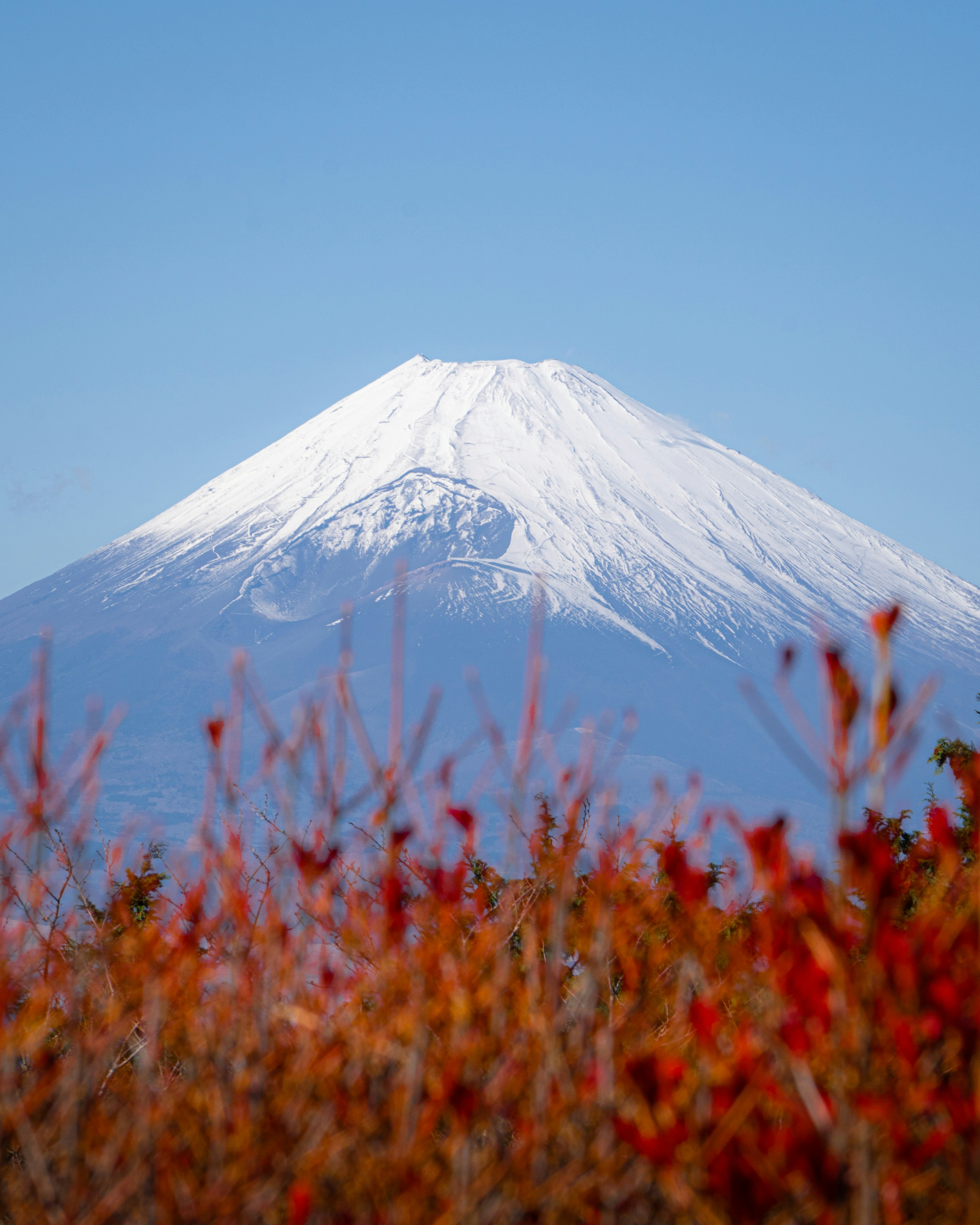 Snow-capped peak of a mountain rises against a clear blue sky, framed by vibrant autumn foliage in the foreground.