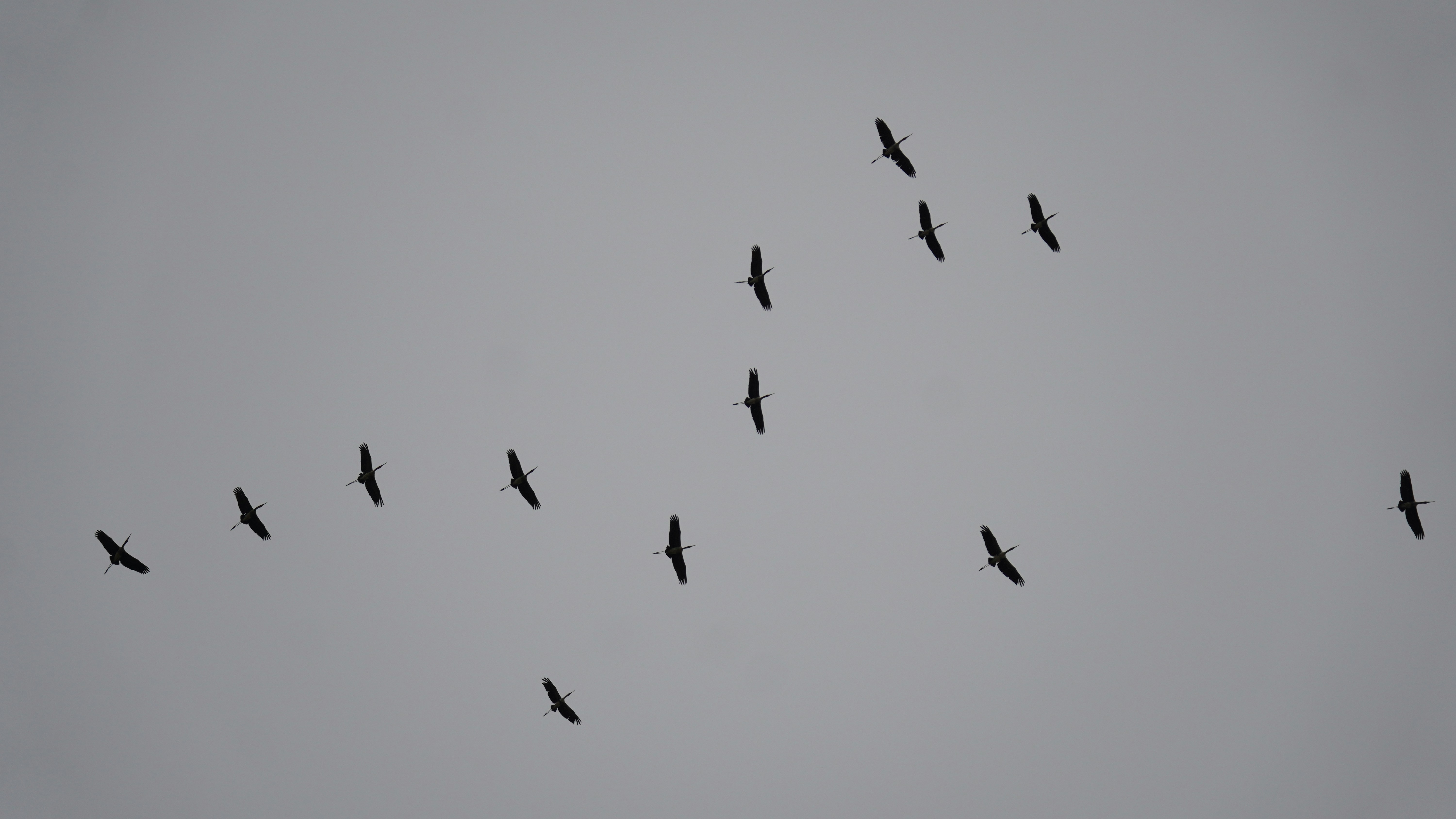 A flock of birds soars across a gray sky.