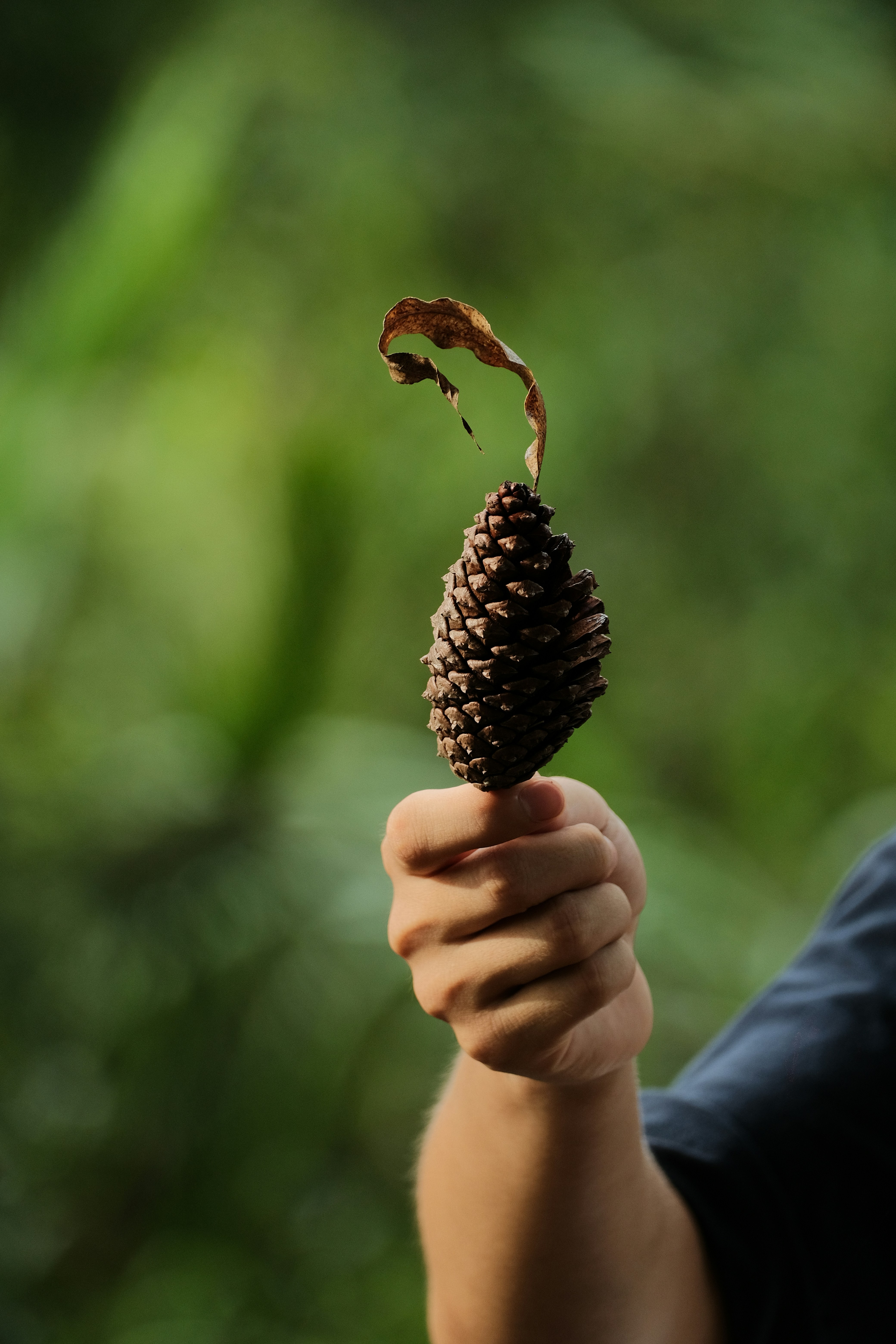 A hand displaying a pine cone with a dried leaf perched atop, surrounded by a lush green background.