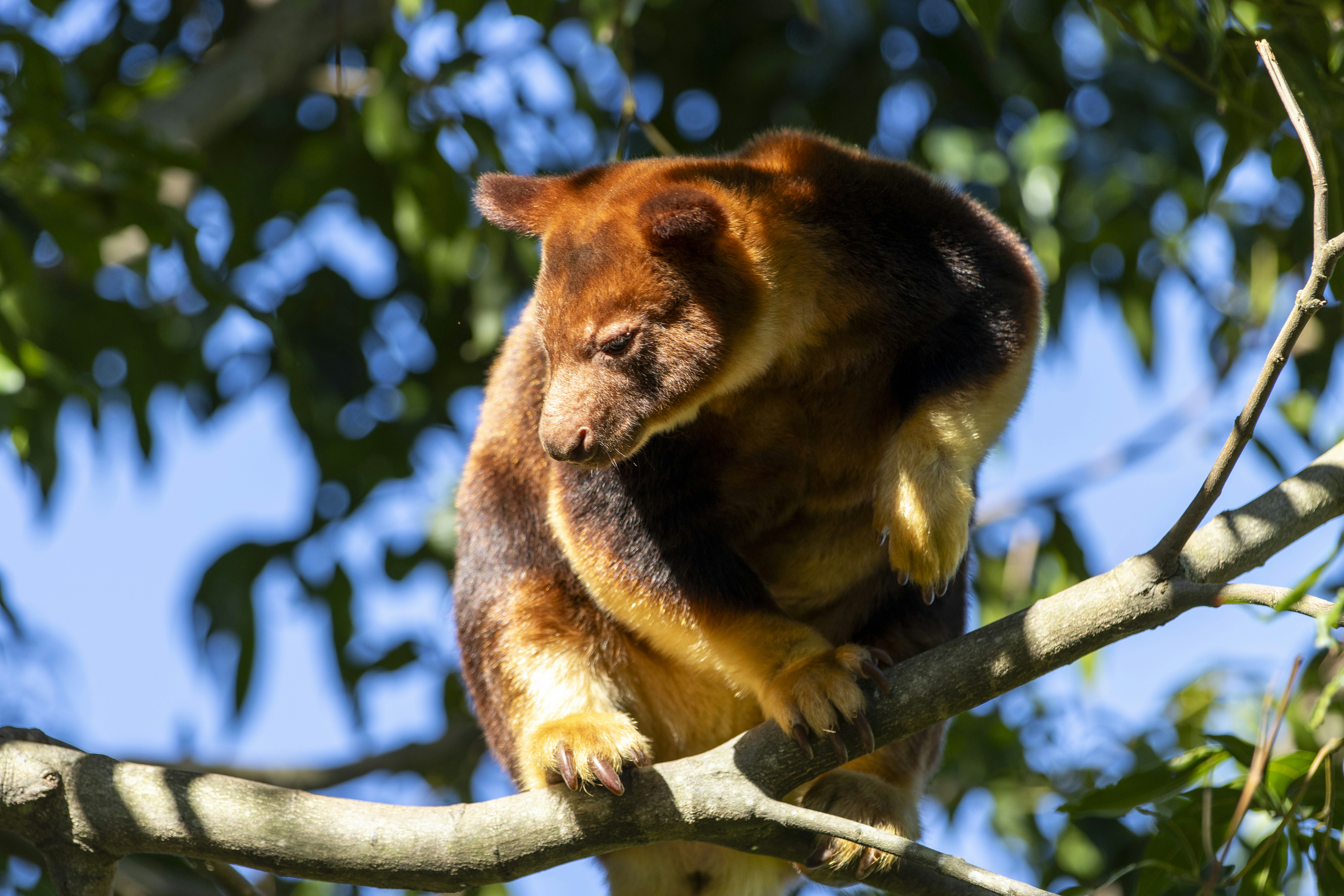 Resting on a Fruitful Limb: A Red-Tinted Tree Dweller Peers Down