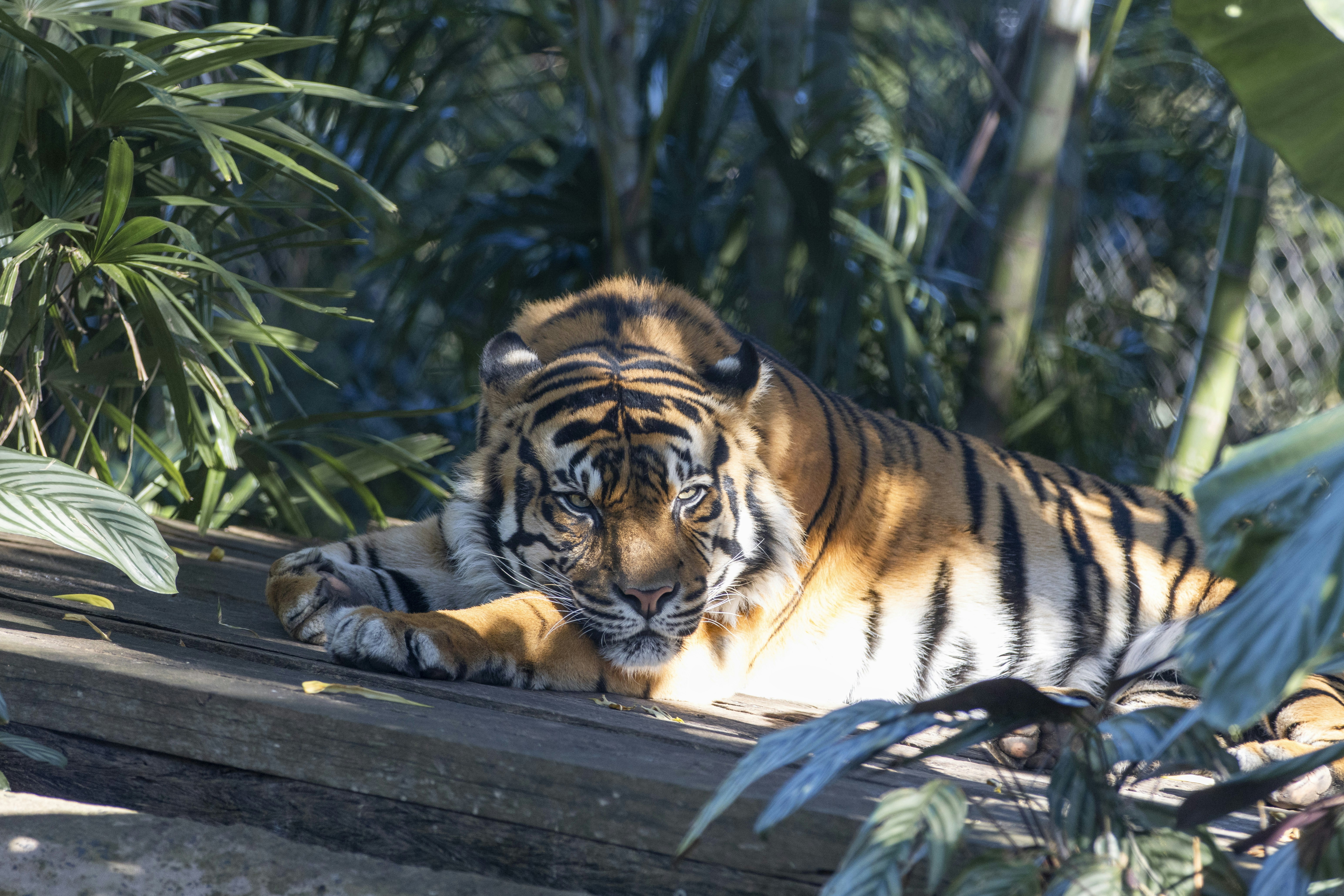 The Serene Guardian of the Jungle