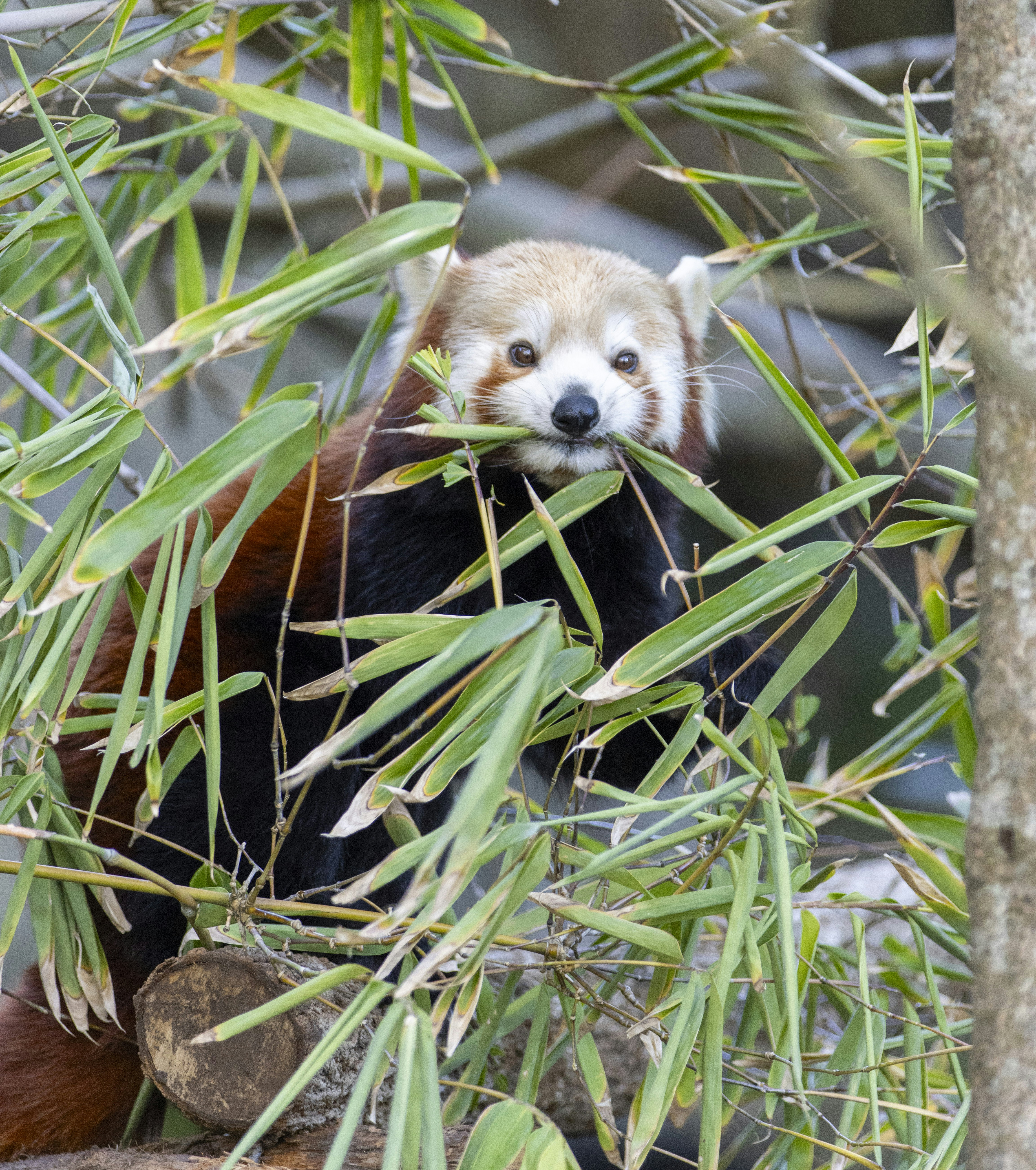 Red Panda Through a Bamboo Veil