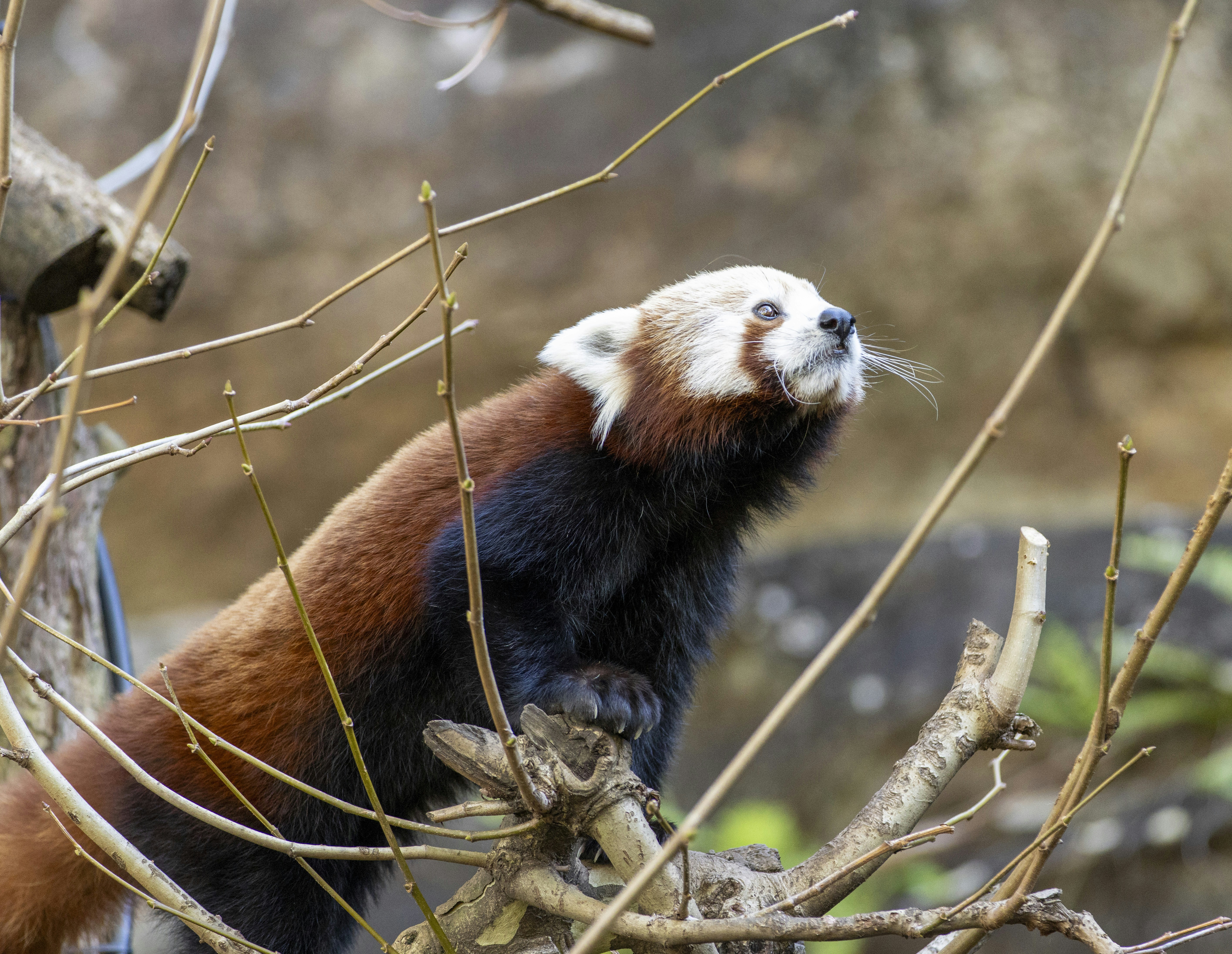 Arboreal Red Panda: Quiet Vigil Among Tangled Branches