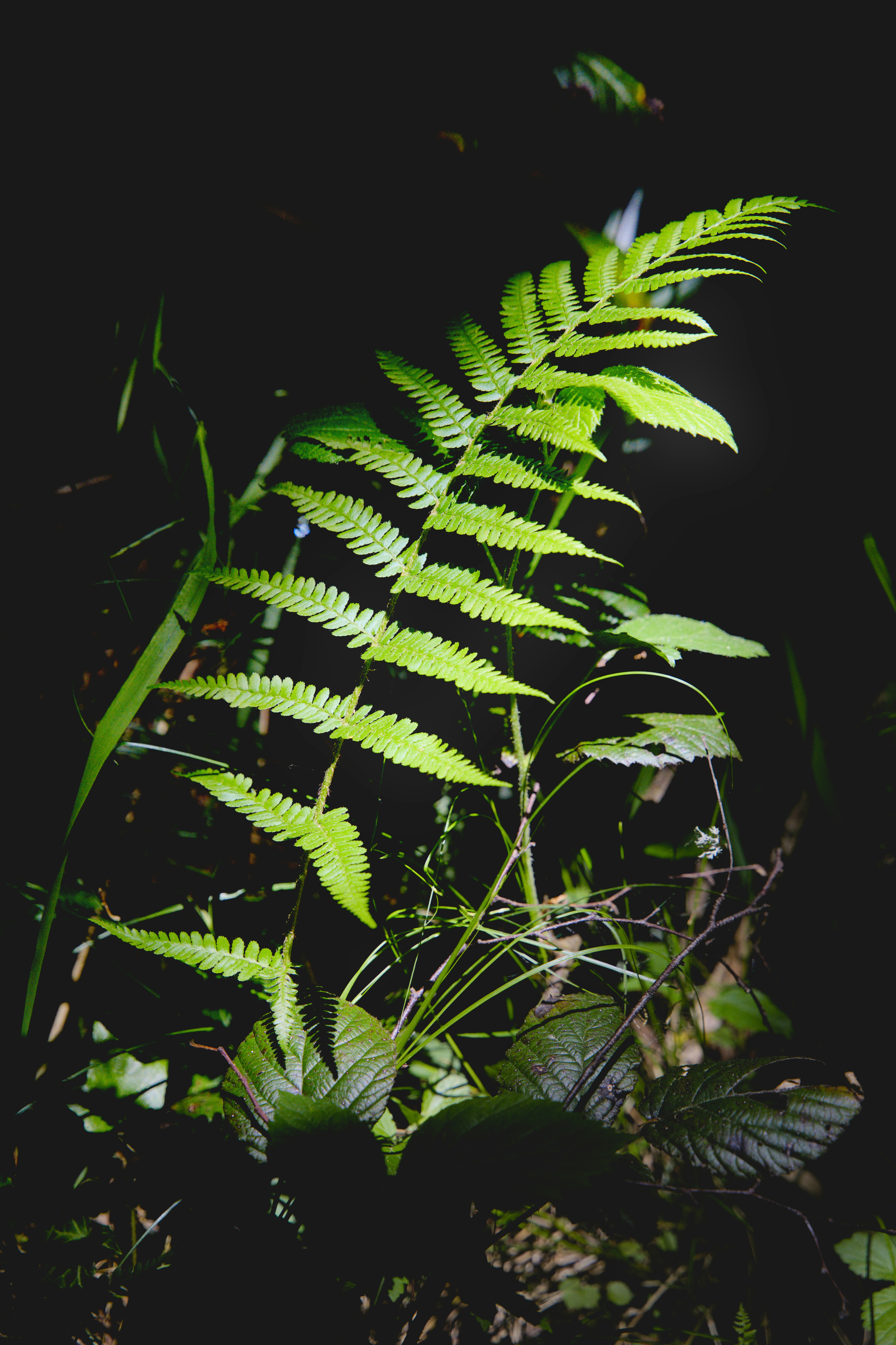 Photo by cubicroot XYZ with Sony Alpha 7R III