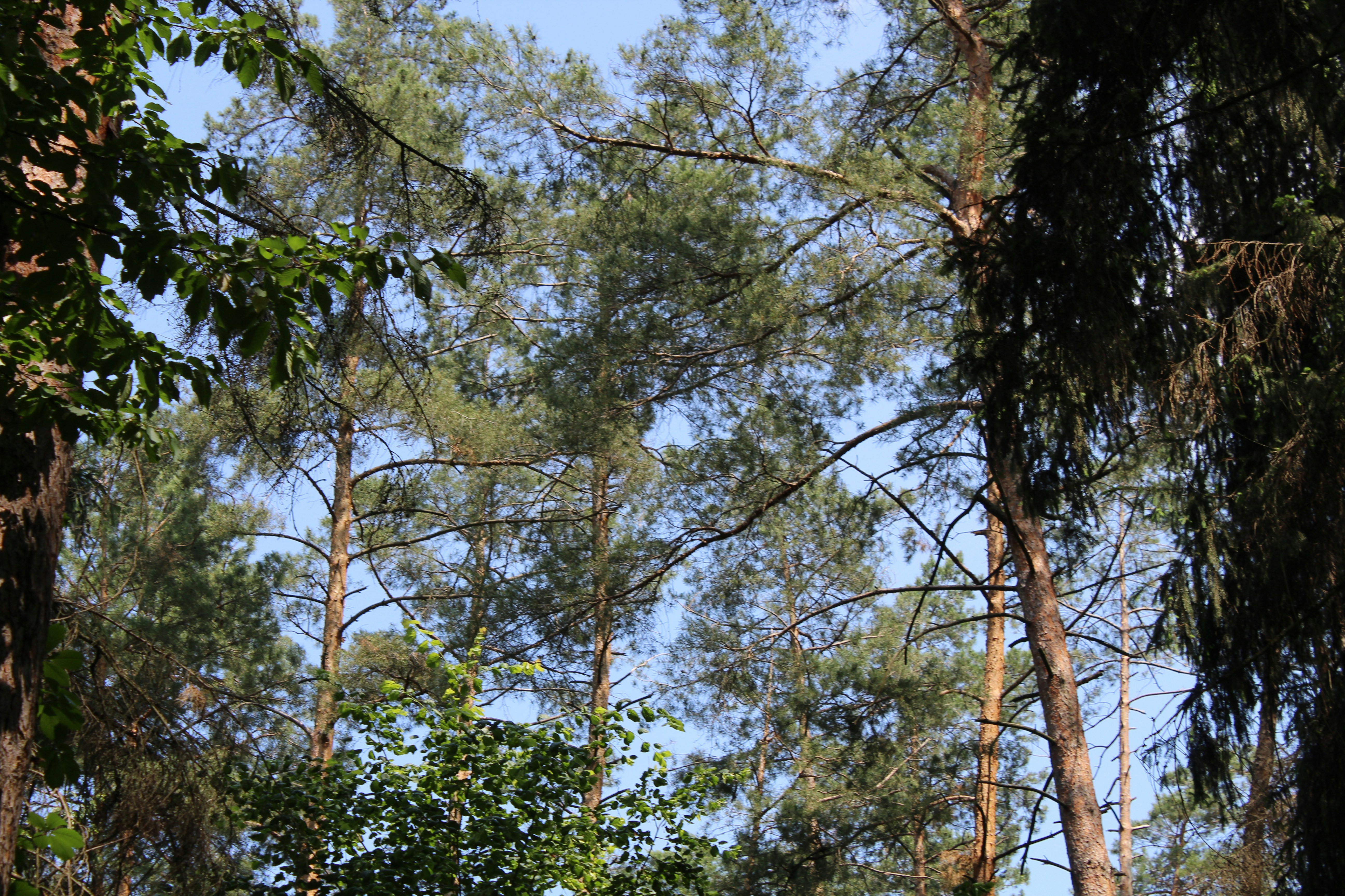 Lush green foliage and tall trees reaching towards a clear blue sky, creating a serene forest atmosphere.