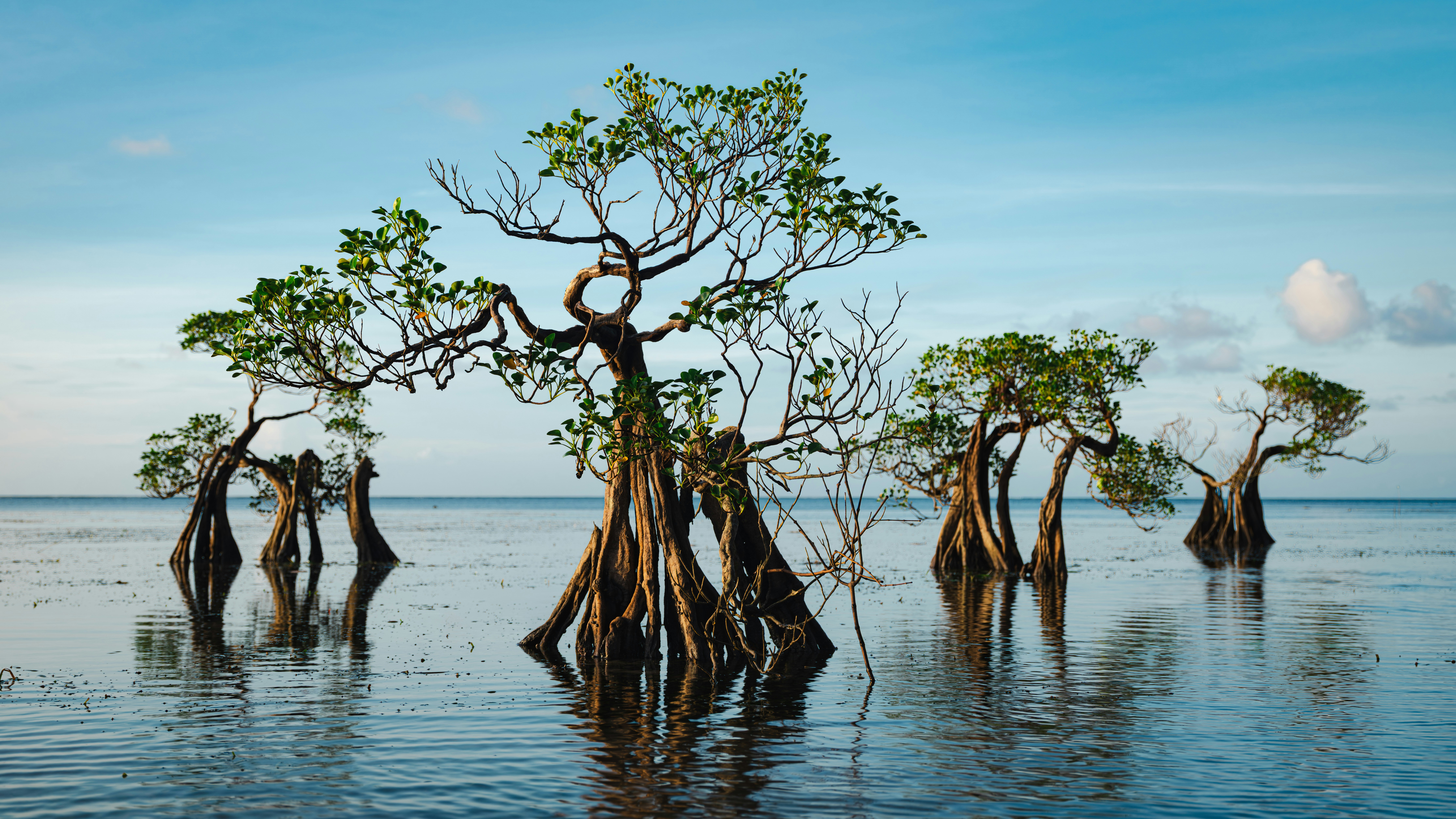 Trees stand in the water at a calm seashore. photo – Free Beach Image ...