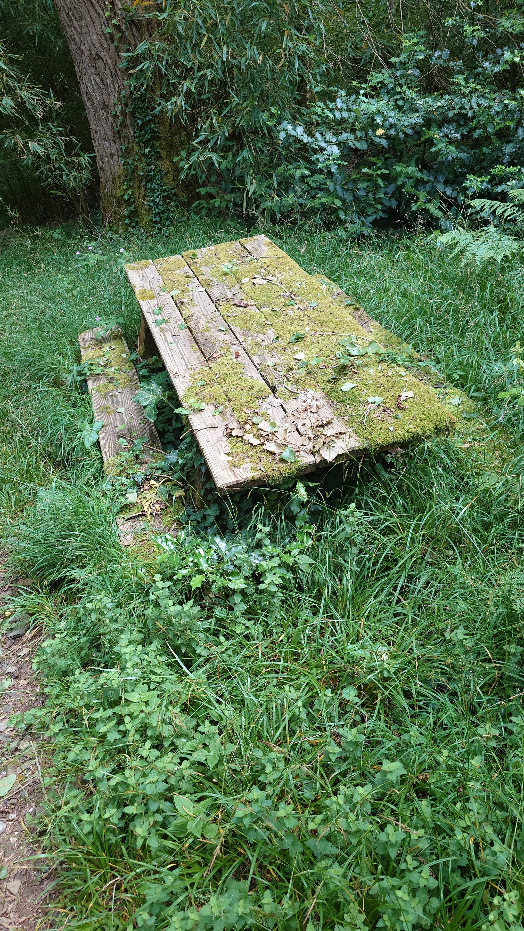 Nature taking over | A moss-covered picnic table rests in the forest.