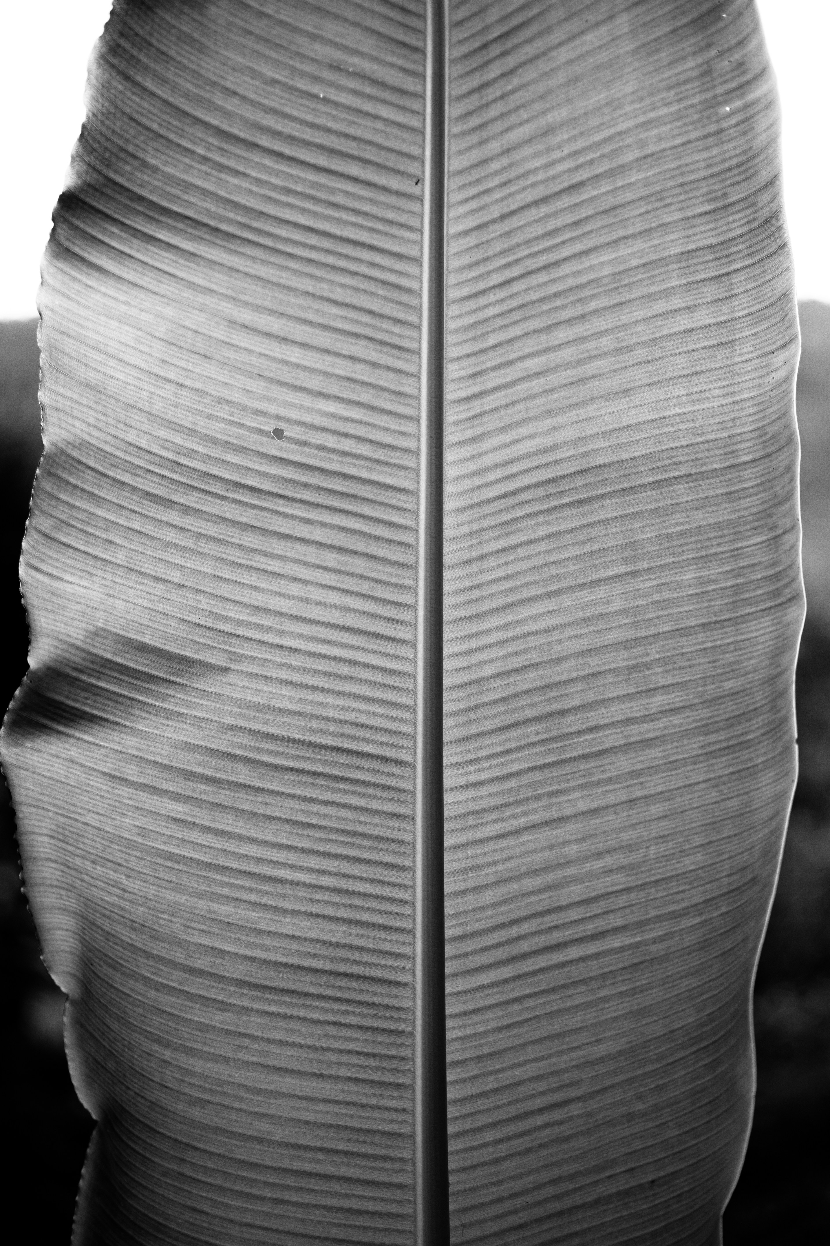A detailed, black and white view of a leaf.