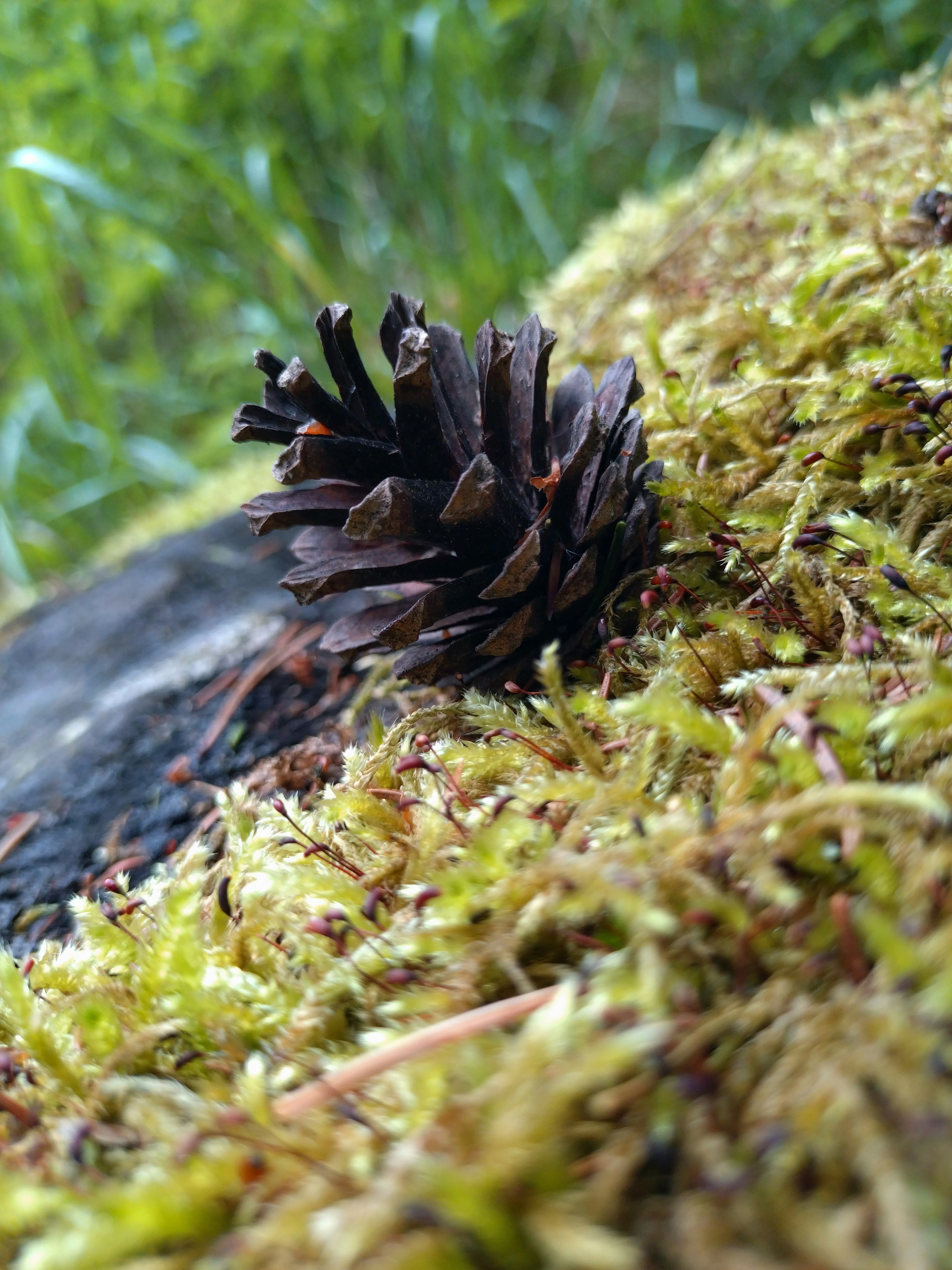 A pine cone nestled among vibrant green moss, showcasing the intricate details of nature's design.