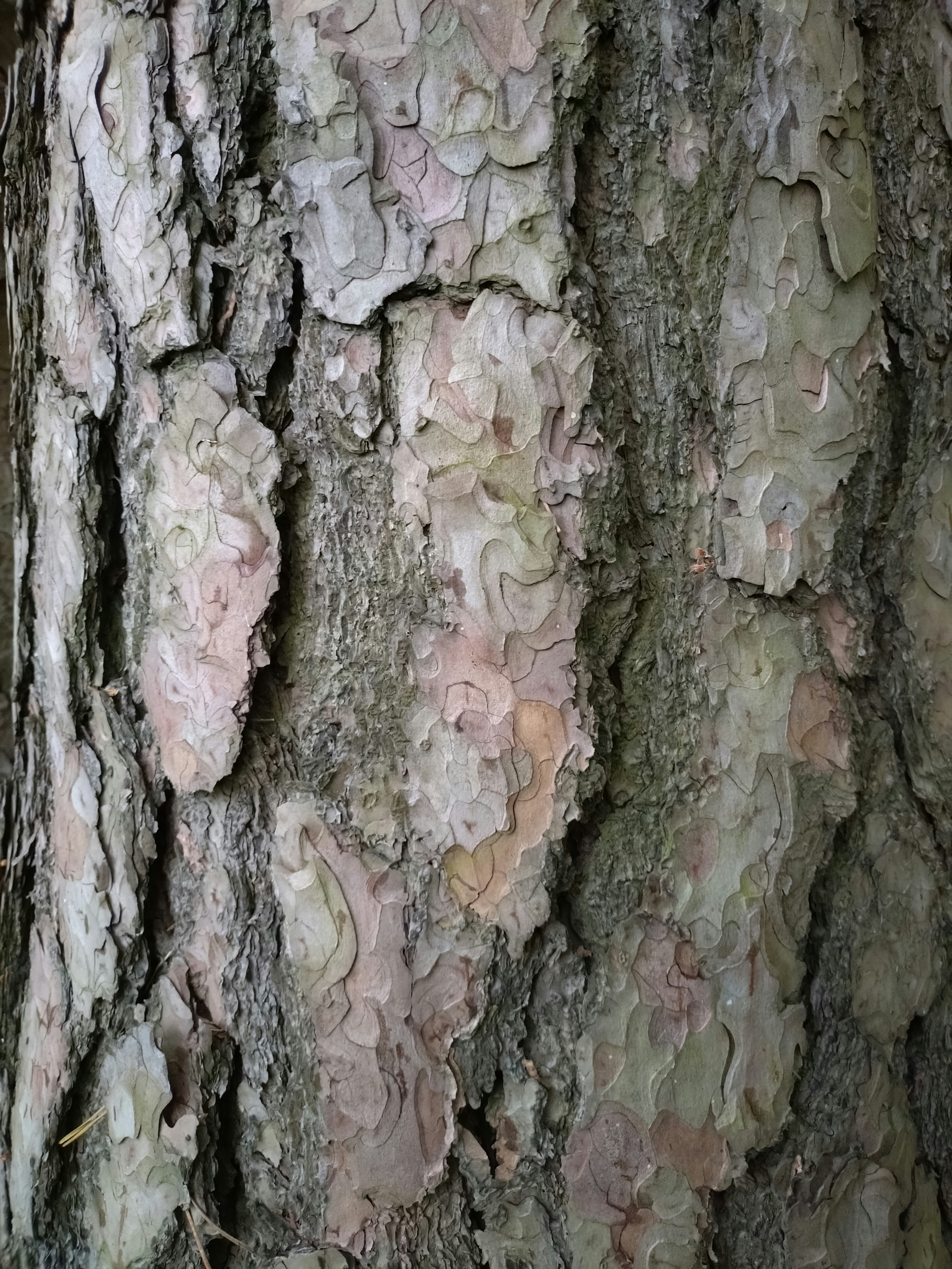 Photo by Jana Kováčiková with Sony Xperia 10 V