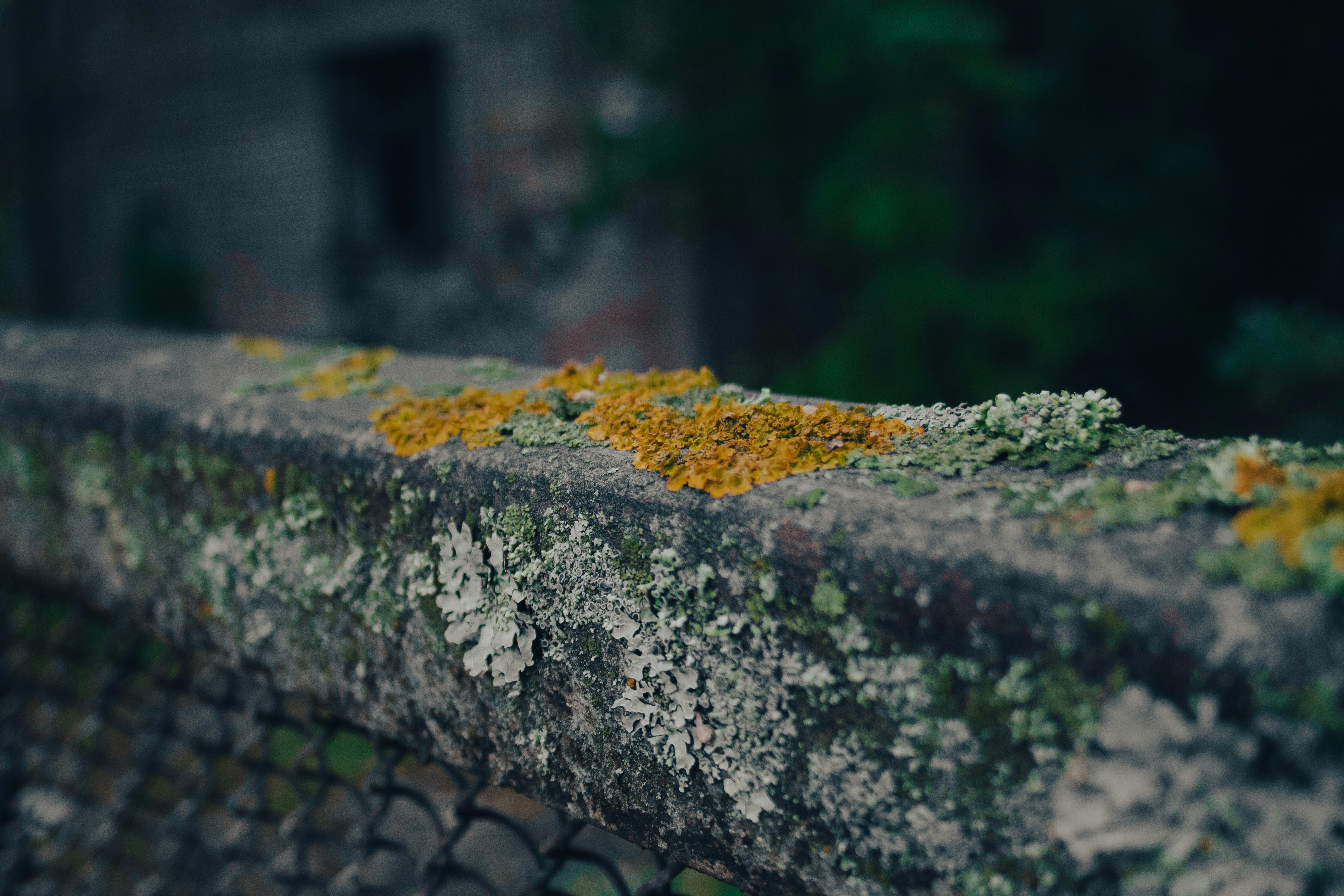Lichen Ledger on a Weathered Bridge Rail