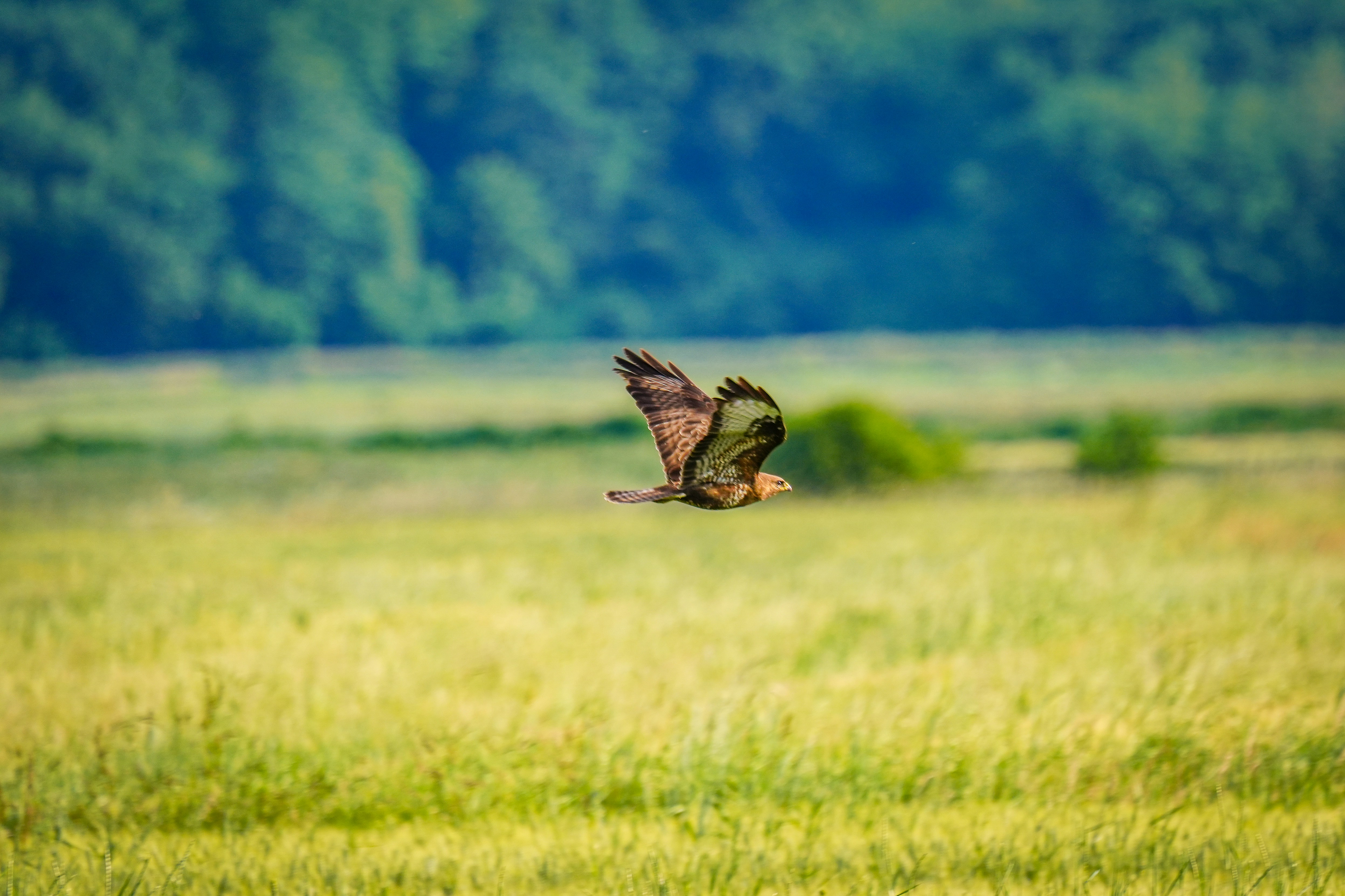 Majestic Flight Over Verdant Fields