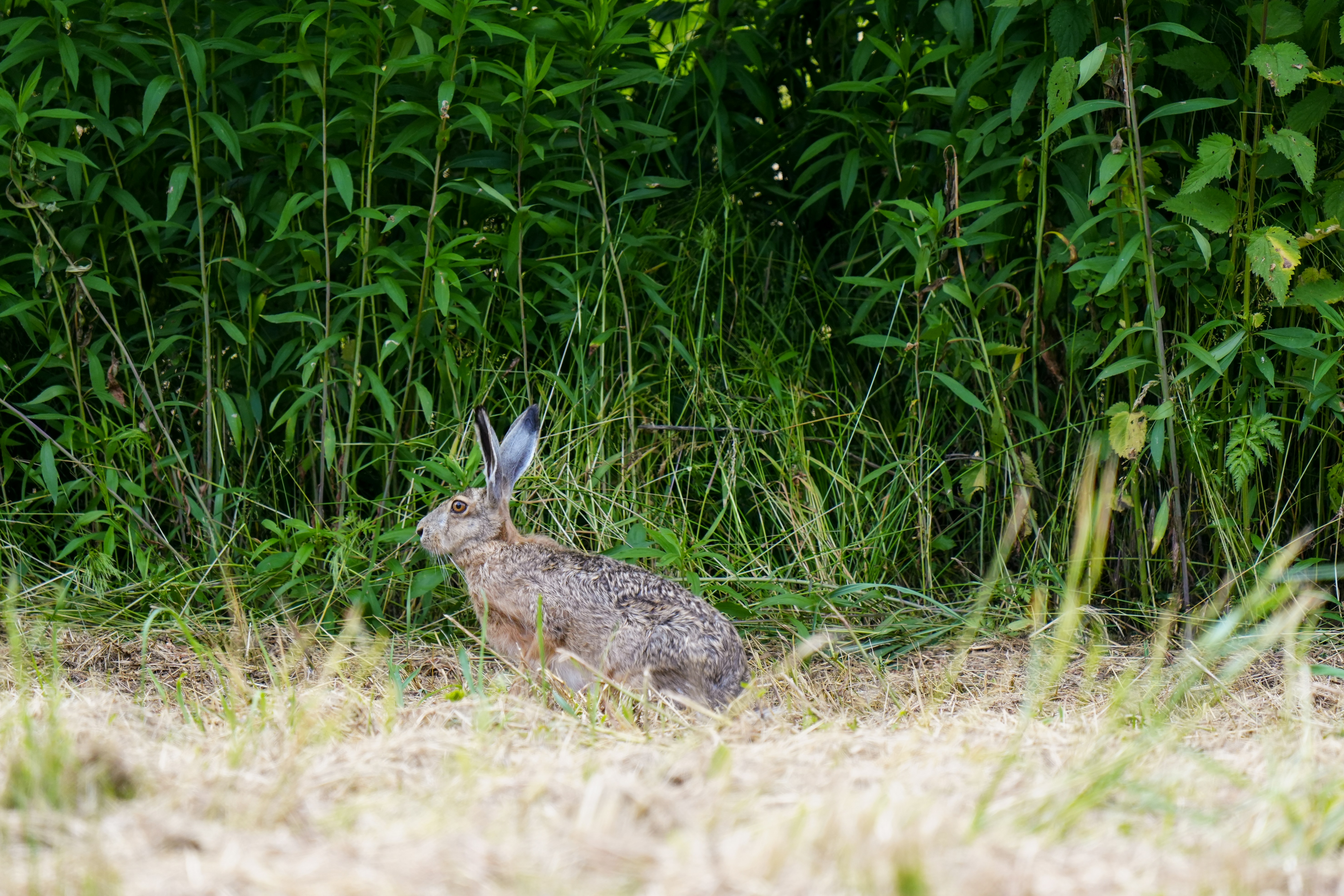 Photo by Nikola  Tomašić with Sony Alpha 7 IV