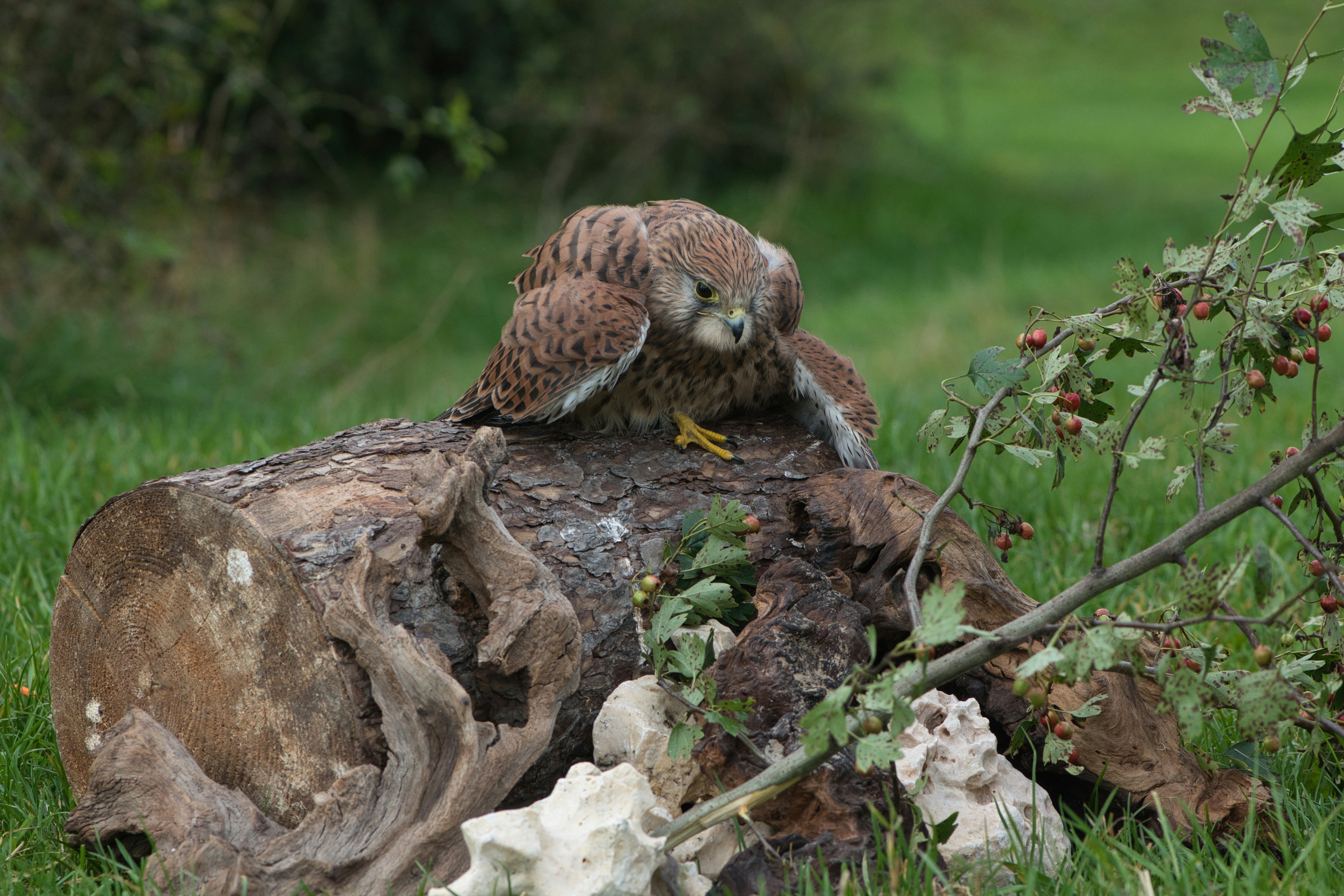 Watchful Kestrel on a Weathered Log Amid Verdant Grass and Berry-Laden Branches