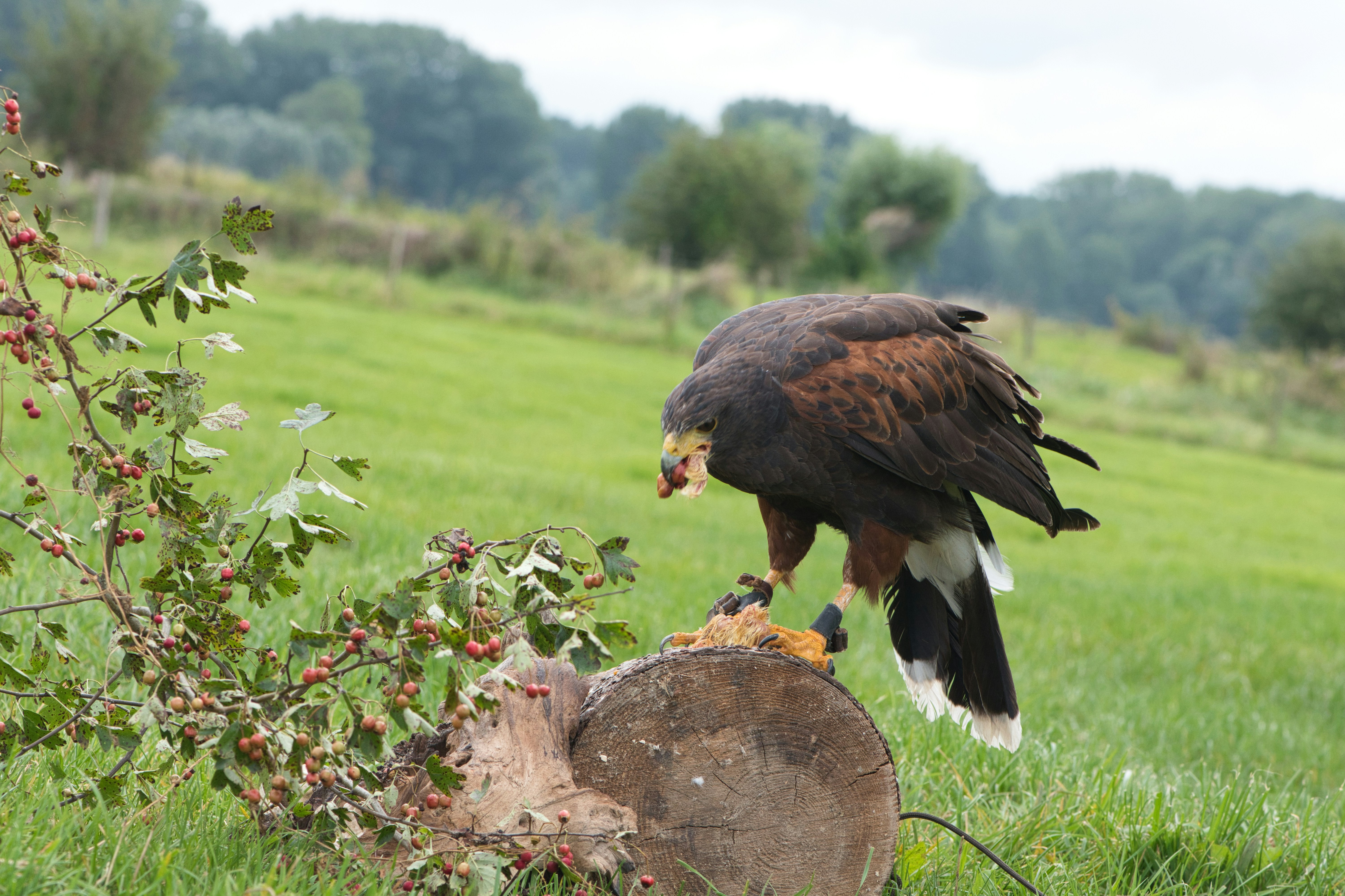 A hawk perched on a log, feasting on its catch, surrounded by vibrant greenery. The scene captures the essence of nature's raw beauty.
