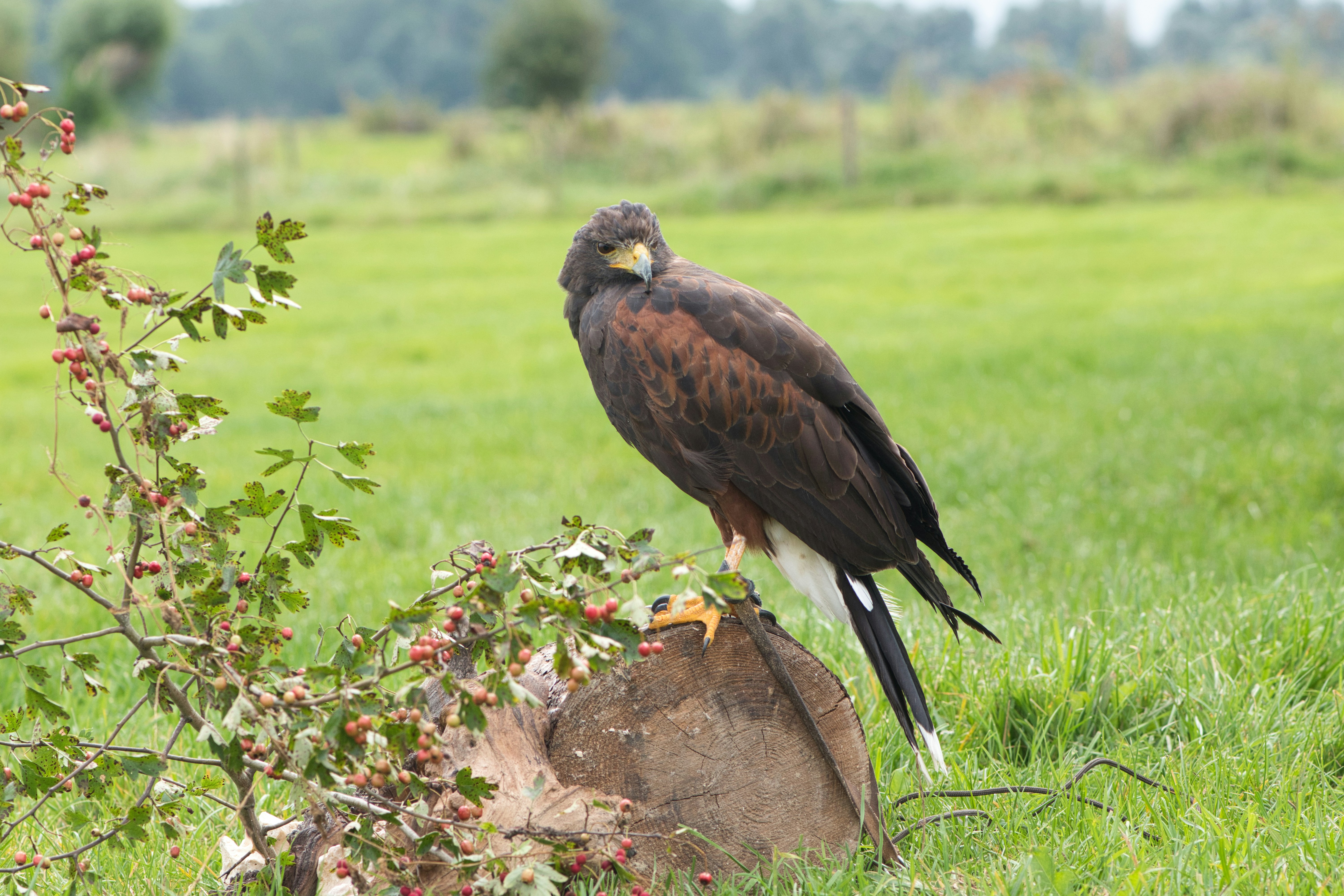 A hawk perches on a tree stump in a field. photo – Free Bird Image on ...