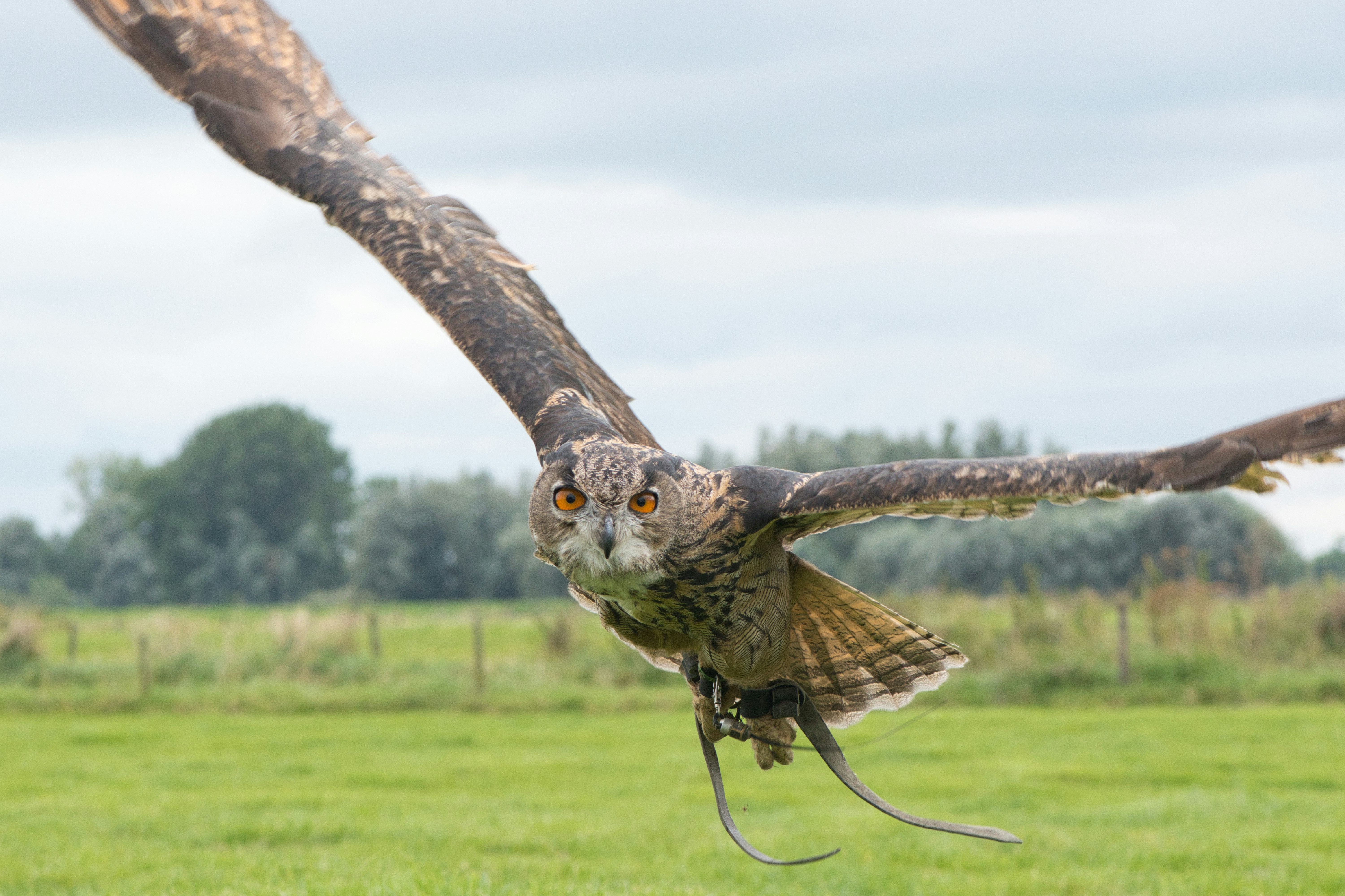 Photo by Rosa Van H with Nikon D5600