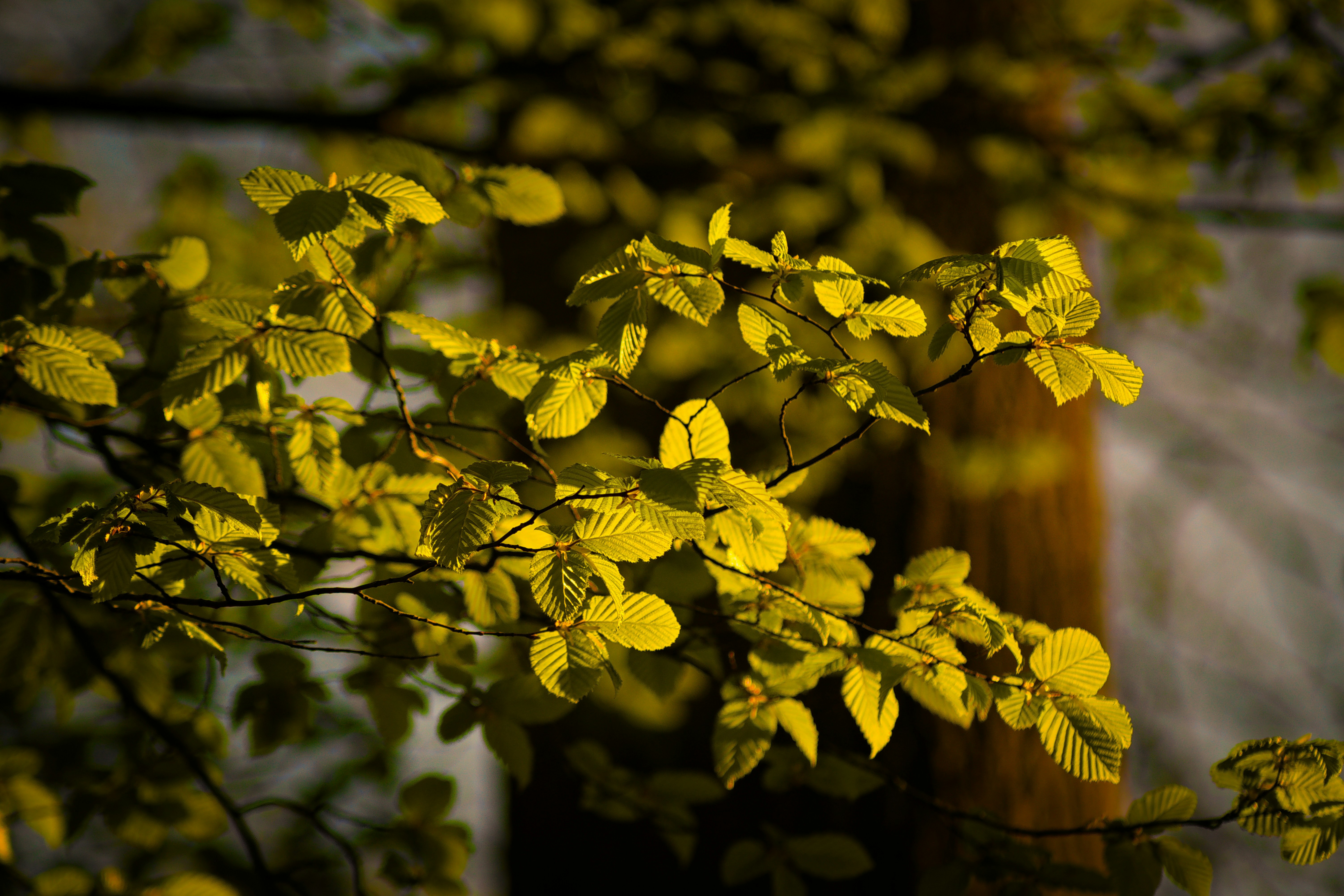 Vibrant yellow leaves glisten in the sunlight, creating a natural tapestry against a blurred background of tree trunks.