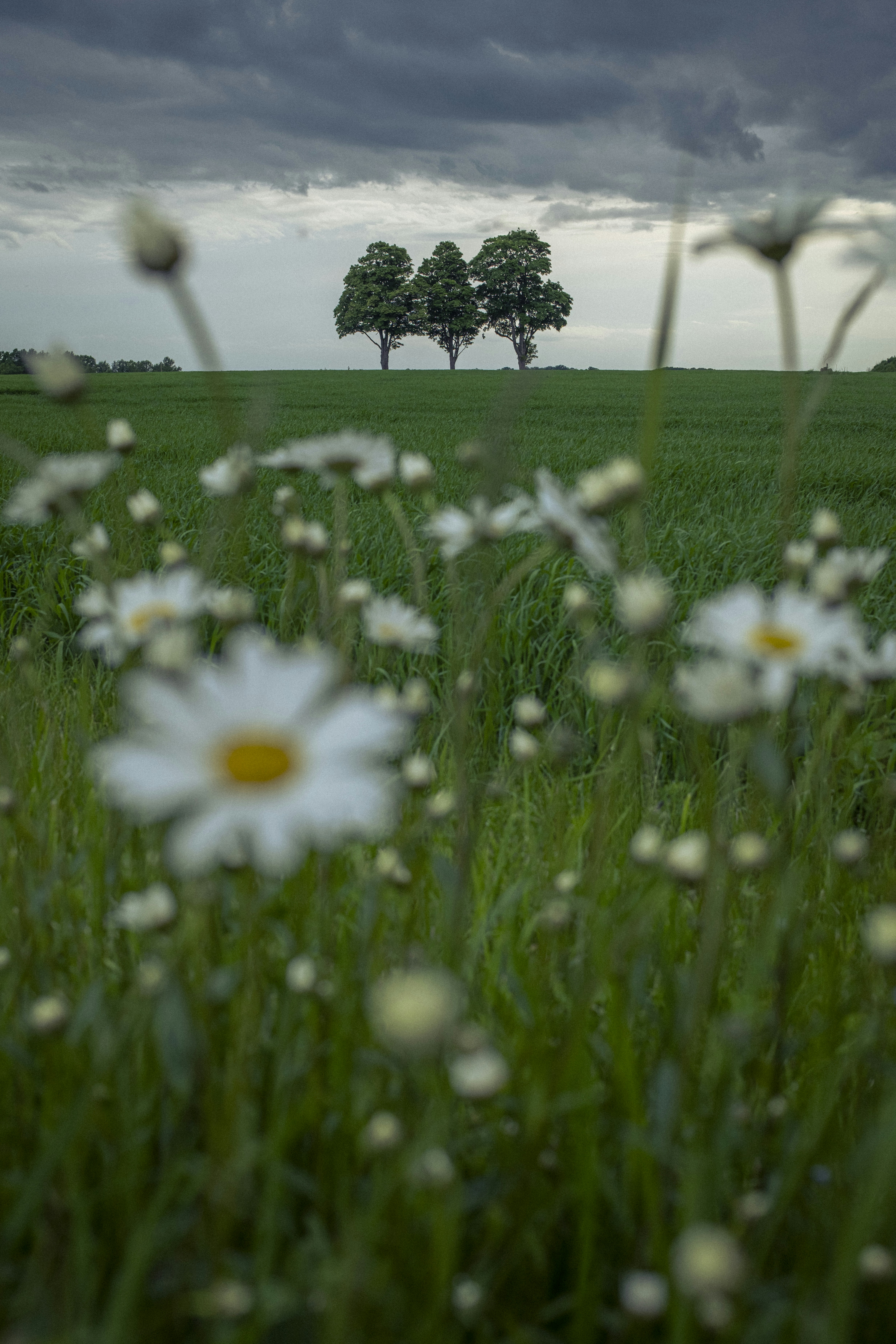 Whispers of Nature's Harmony