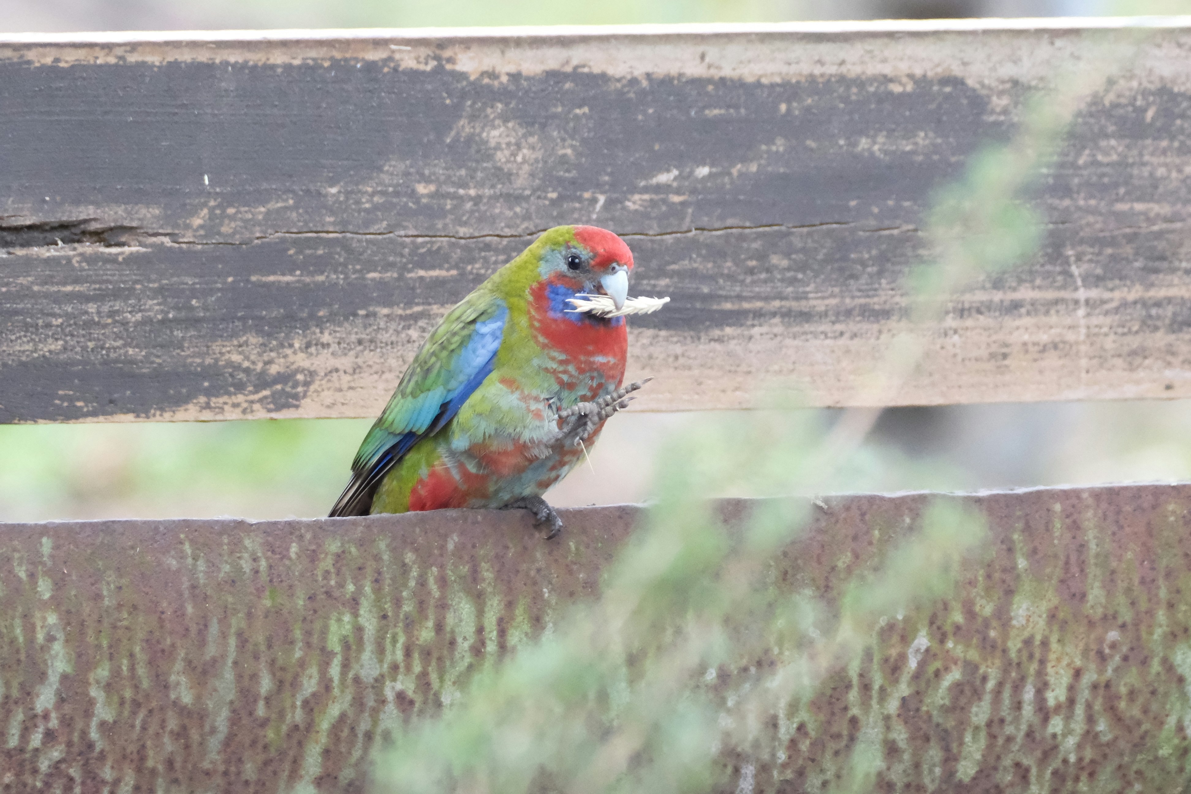 Bright parakeet perched on a rusted metal railing with a weathered wooden backdrop, vivid plumage contrasting the muted fence texture. A natural wildlife moment captured.