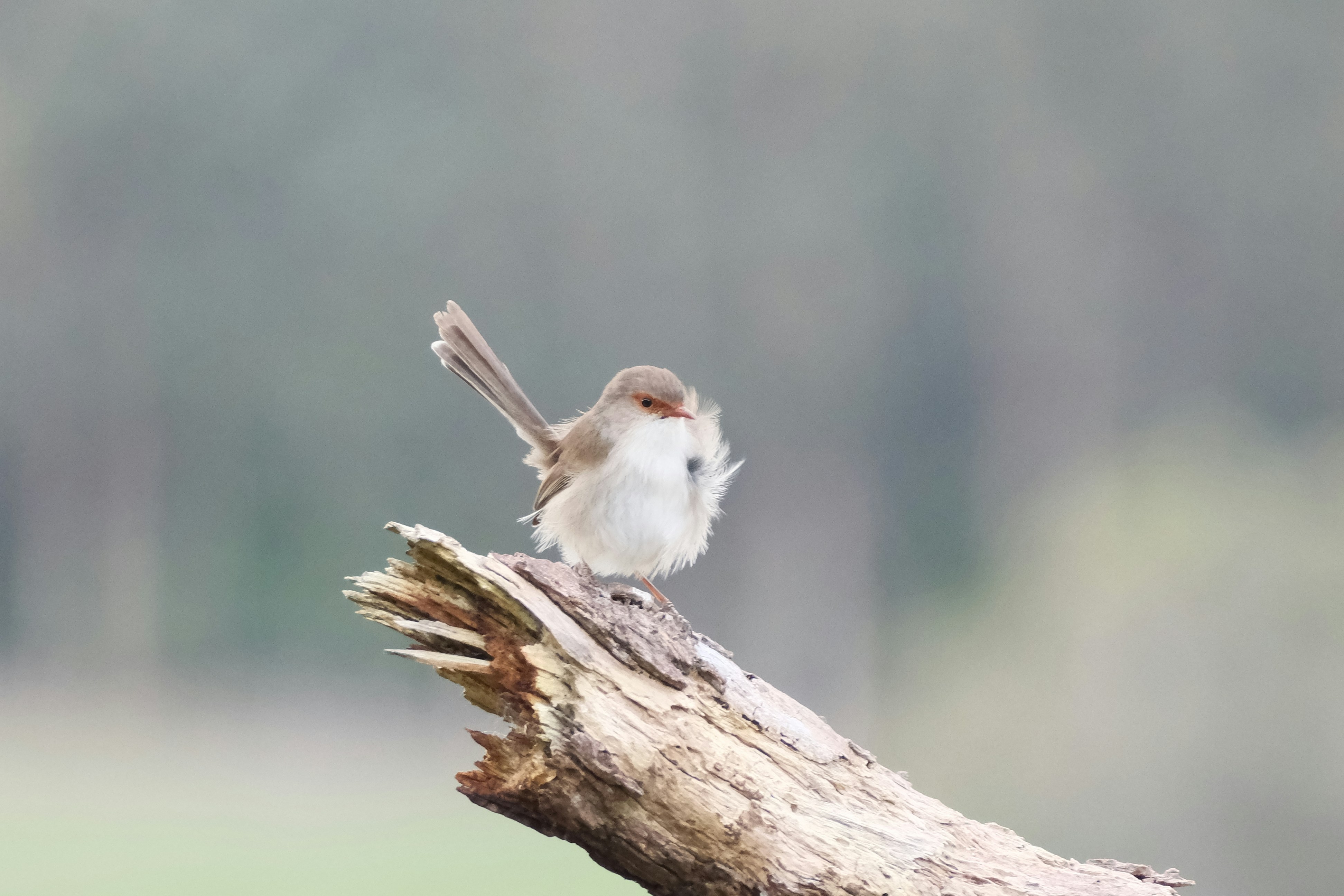 Whiskered Sentinel on a Weathered Log