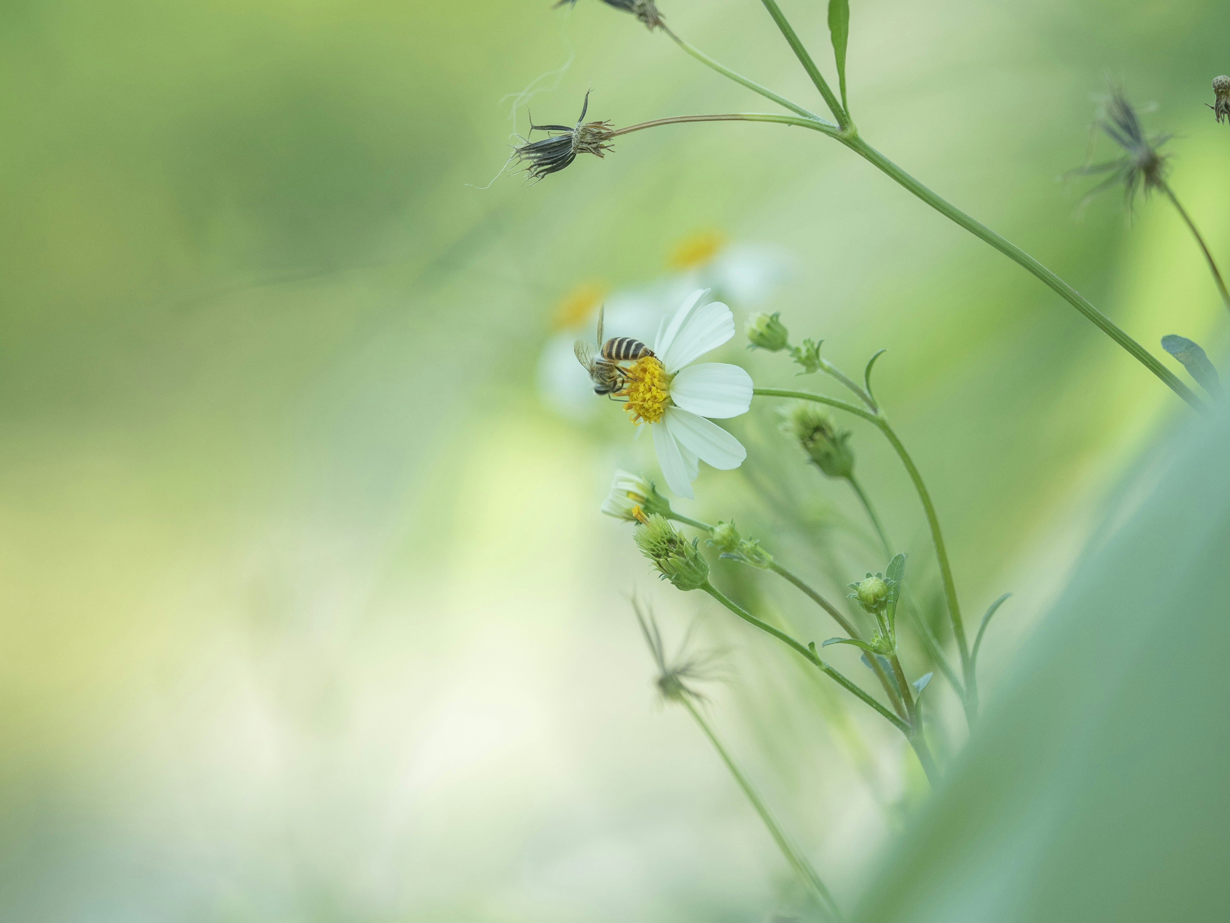 Bee on a White Daisy: A Delicate Moment in Soft Focus