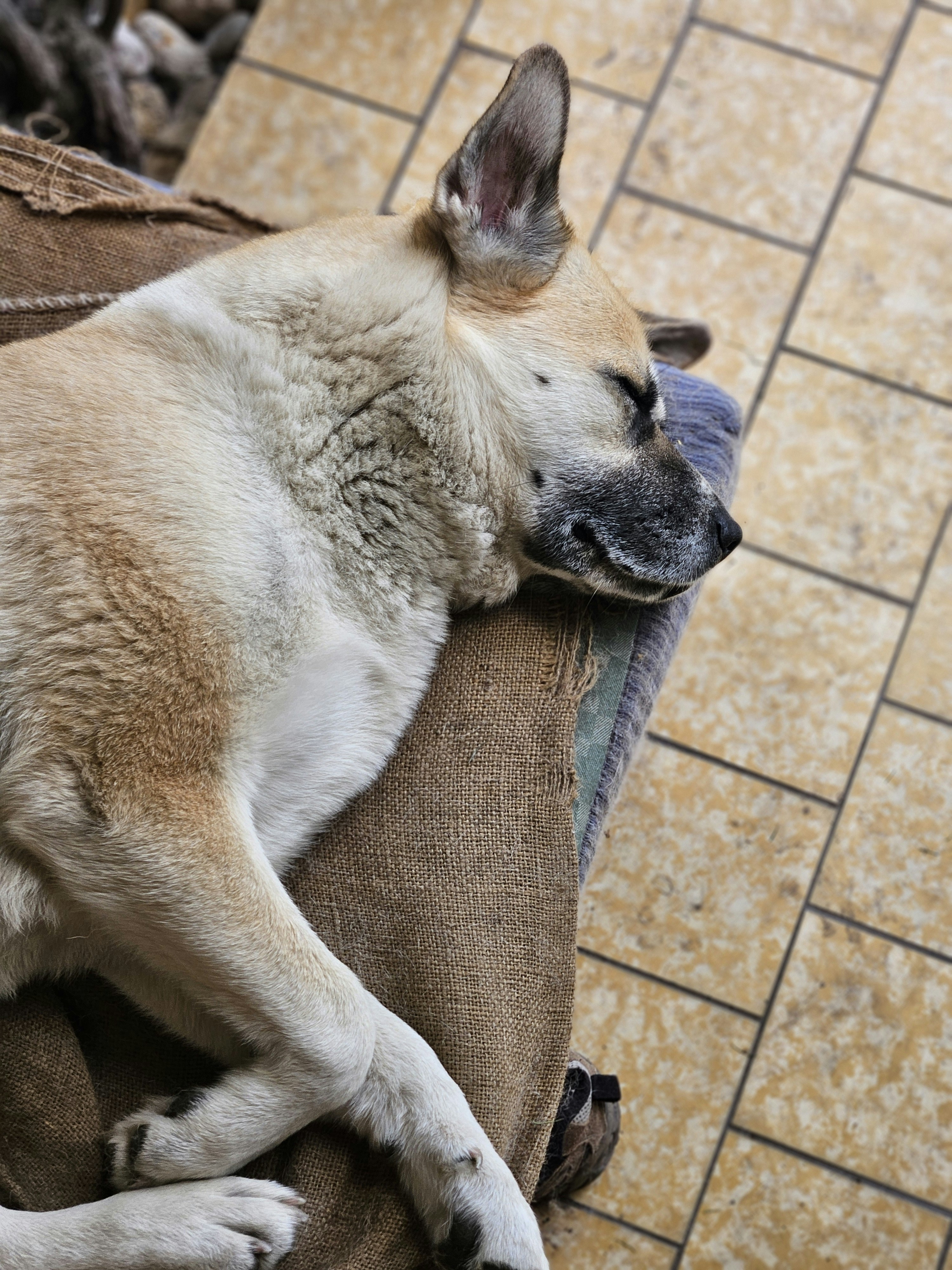 A dog peacefully sleeping on a textured surface, showcasing its relaxed demeanor and soft fur. The warm tones create a cozy atmosphere.