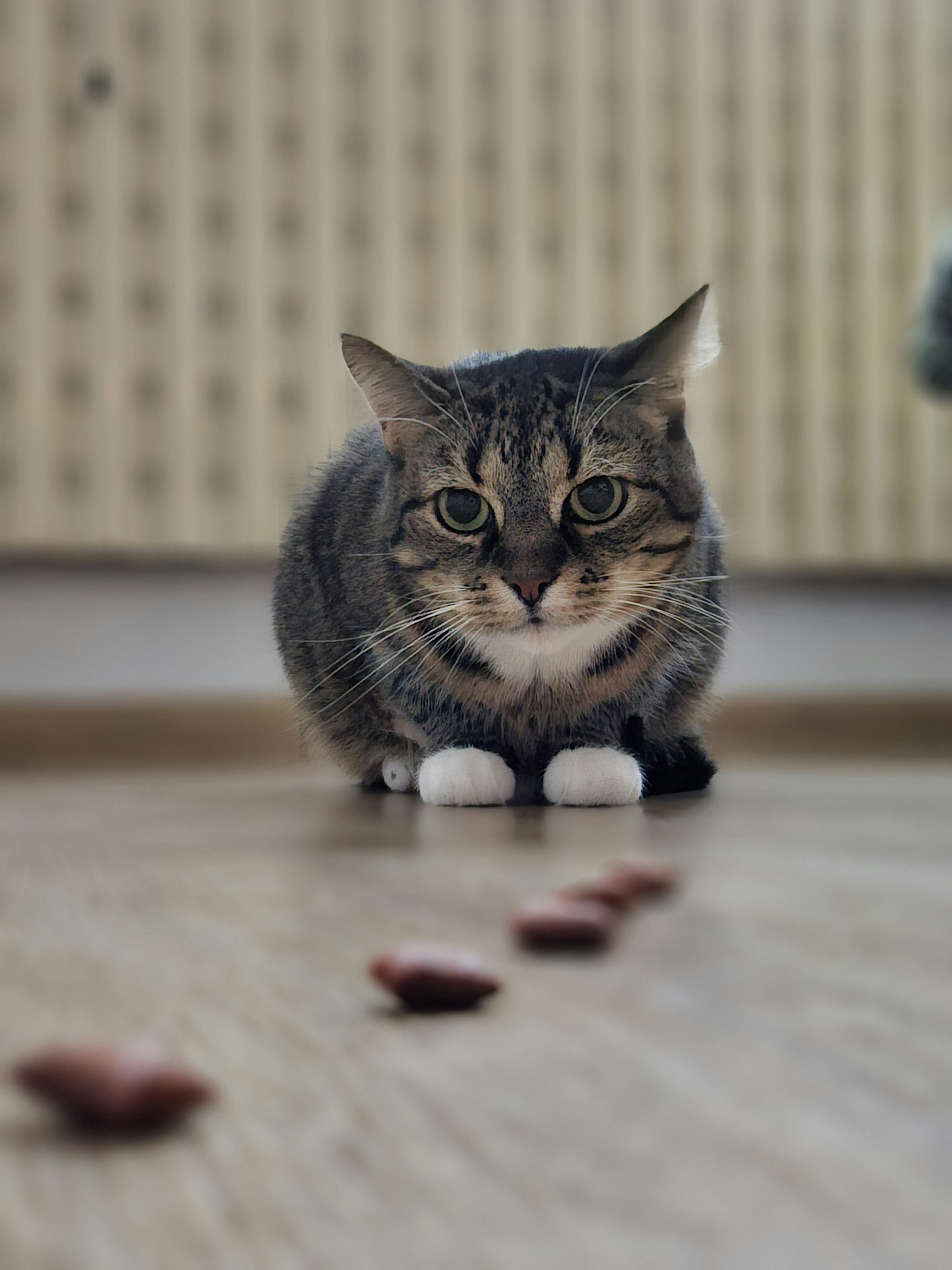 A curious cat looks at treats on the floor. photo – Free Cat Image on ...
