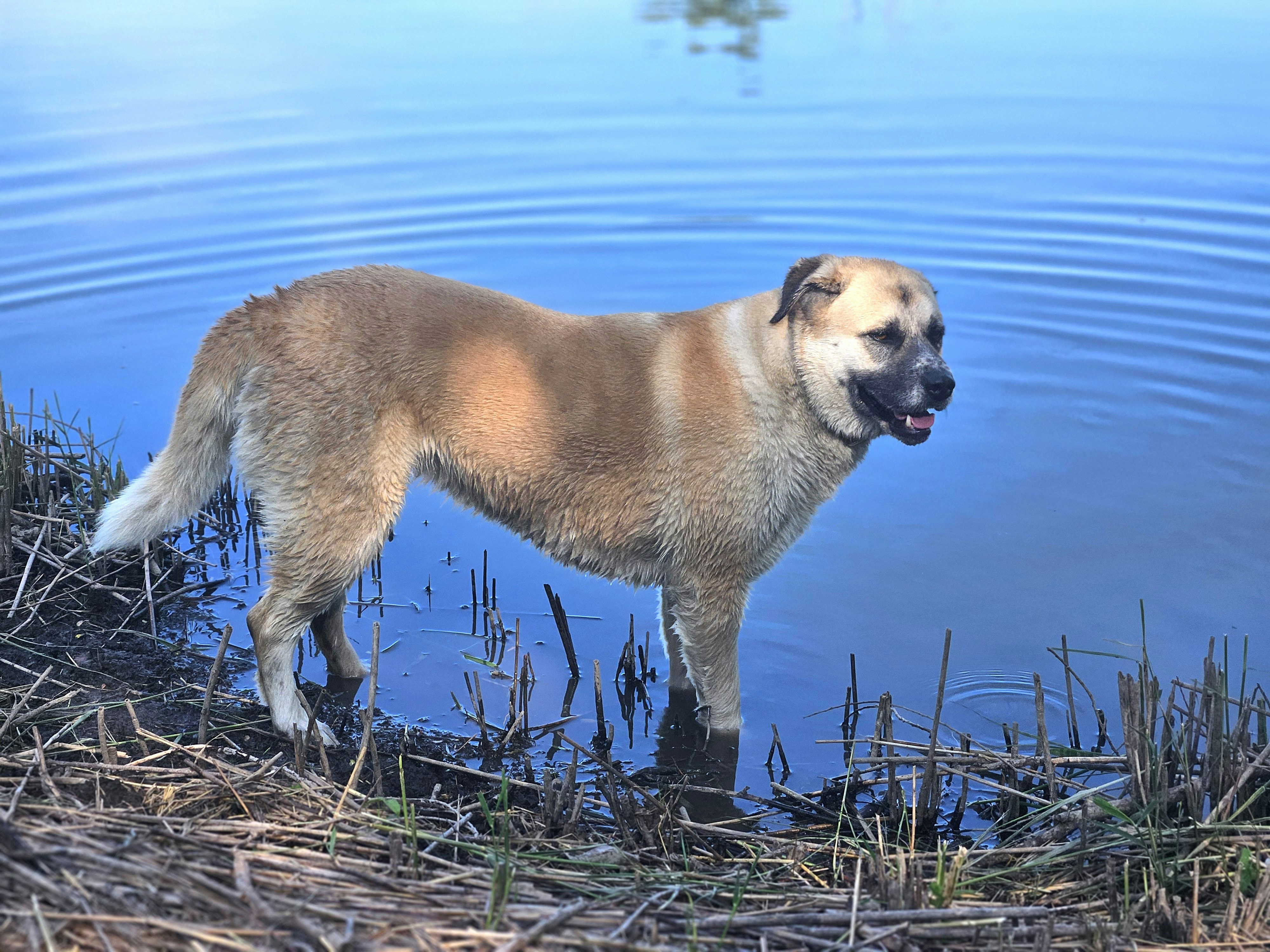 Jay Scallan Dog Pictures | Download Free Images on Unsplash