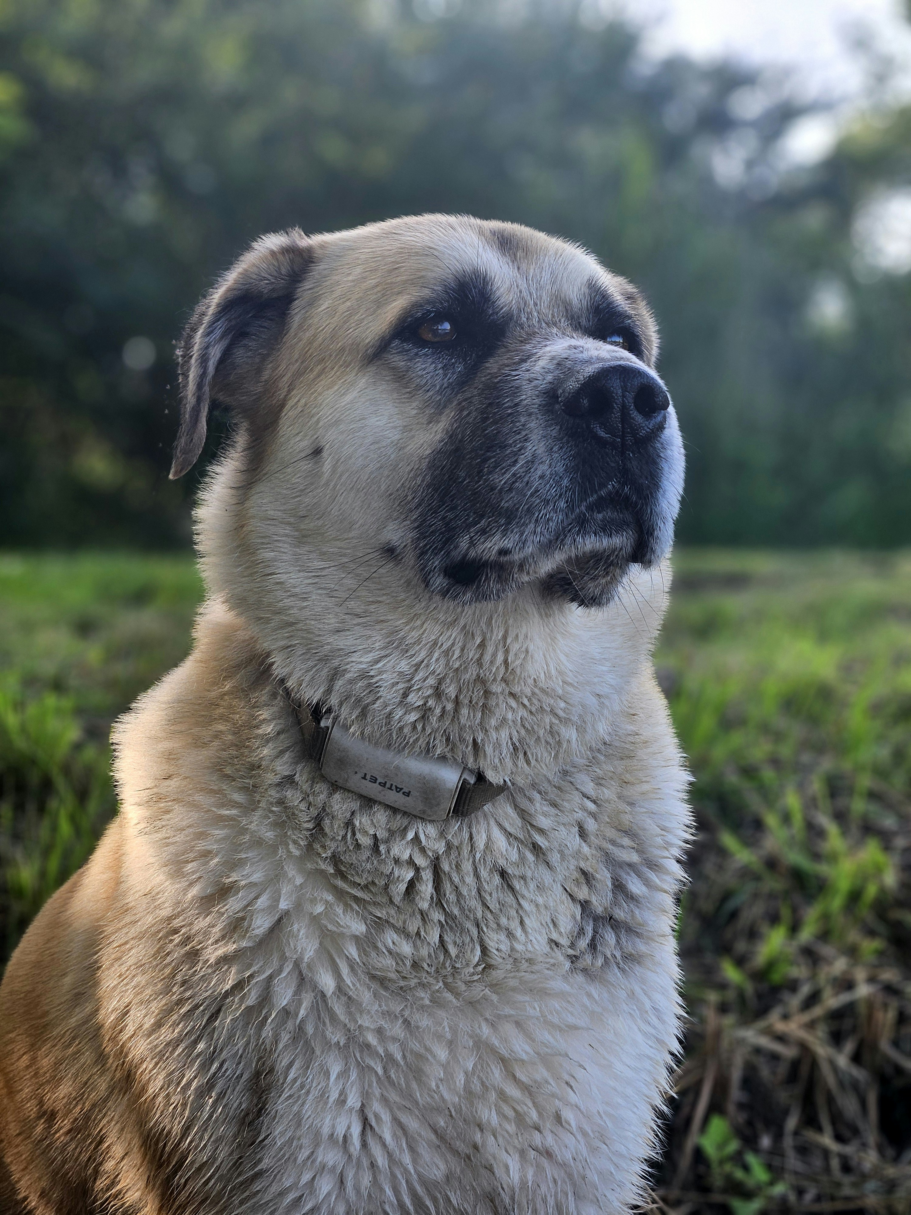 A large, fluffy dog gazes thoughtfully into the distance, surrounded by lush greenery.