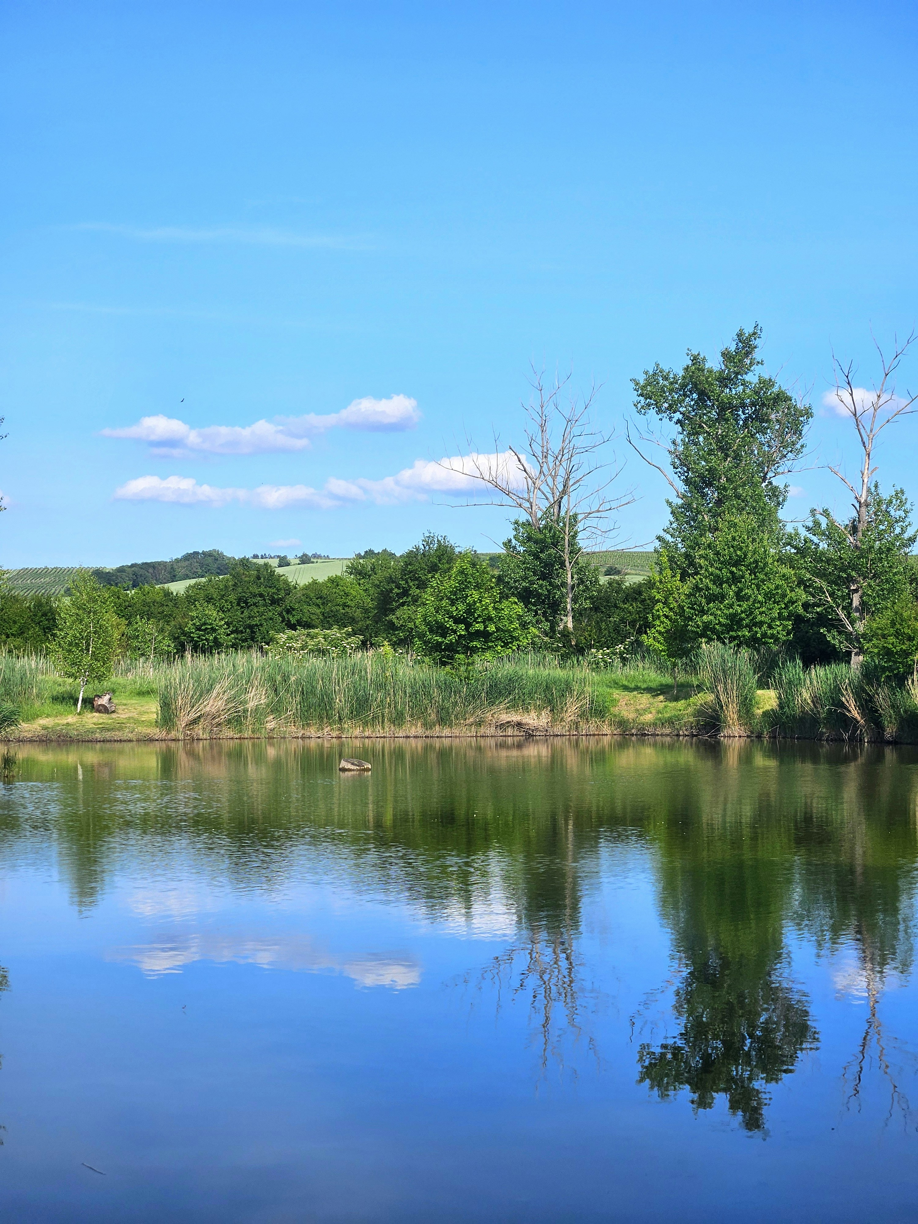 Tranquil pond reflecting lush greenery and a clear blue sky, framed by trees and gentle hills in the background.