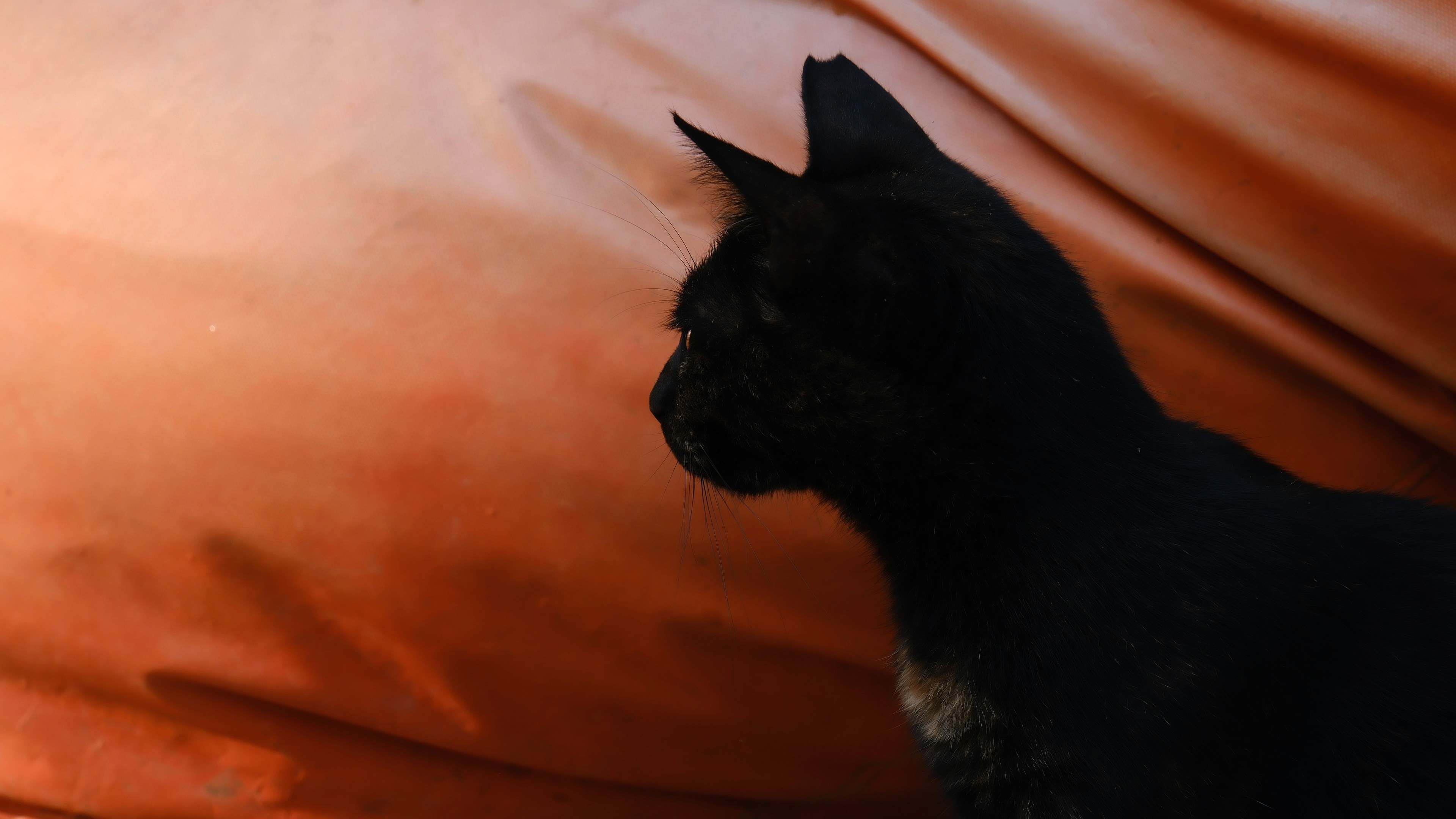 Silent Observer: The Enigmatic Feline