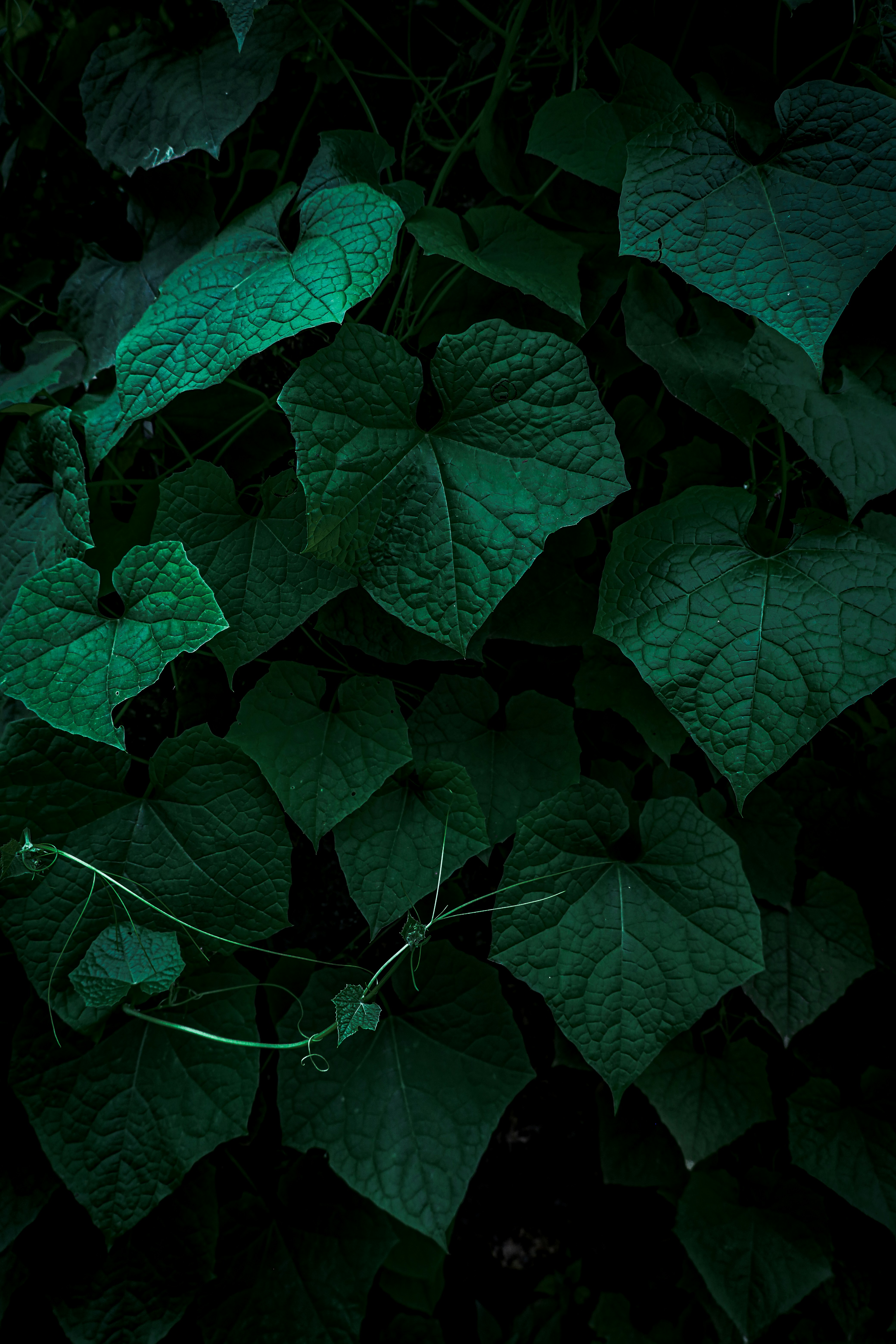 Dense foliage of heart-shaped leaves intertwined with delicate tendrils, creating a rich green backdrop. The interplay of light and shadow enhances the texture of the leaves.
