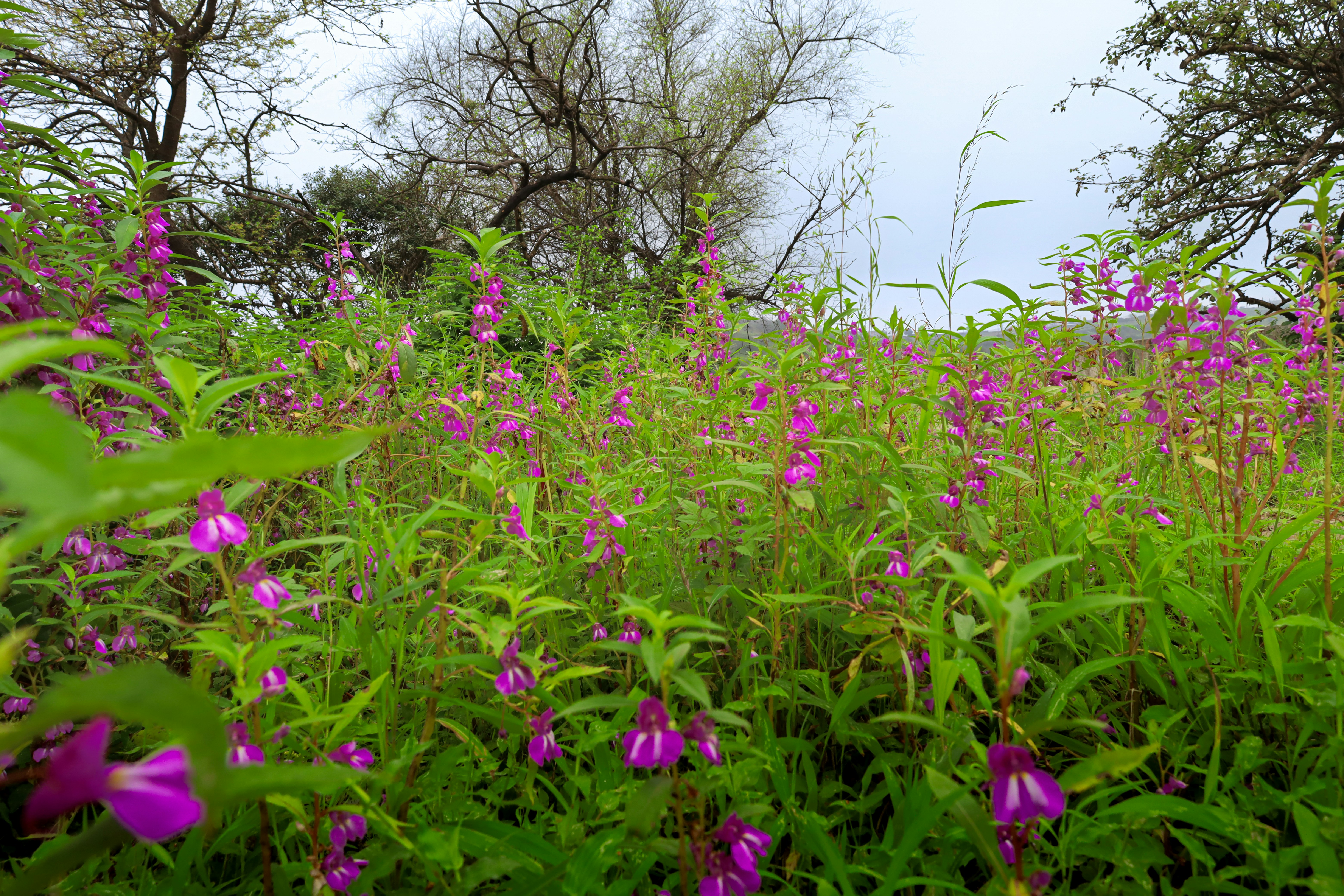 Vibrant purple wildflowers bloom amidst lush green grass, creating a serene natural landscape under a cloudy sky.