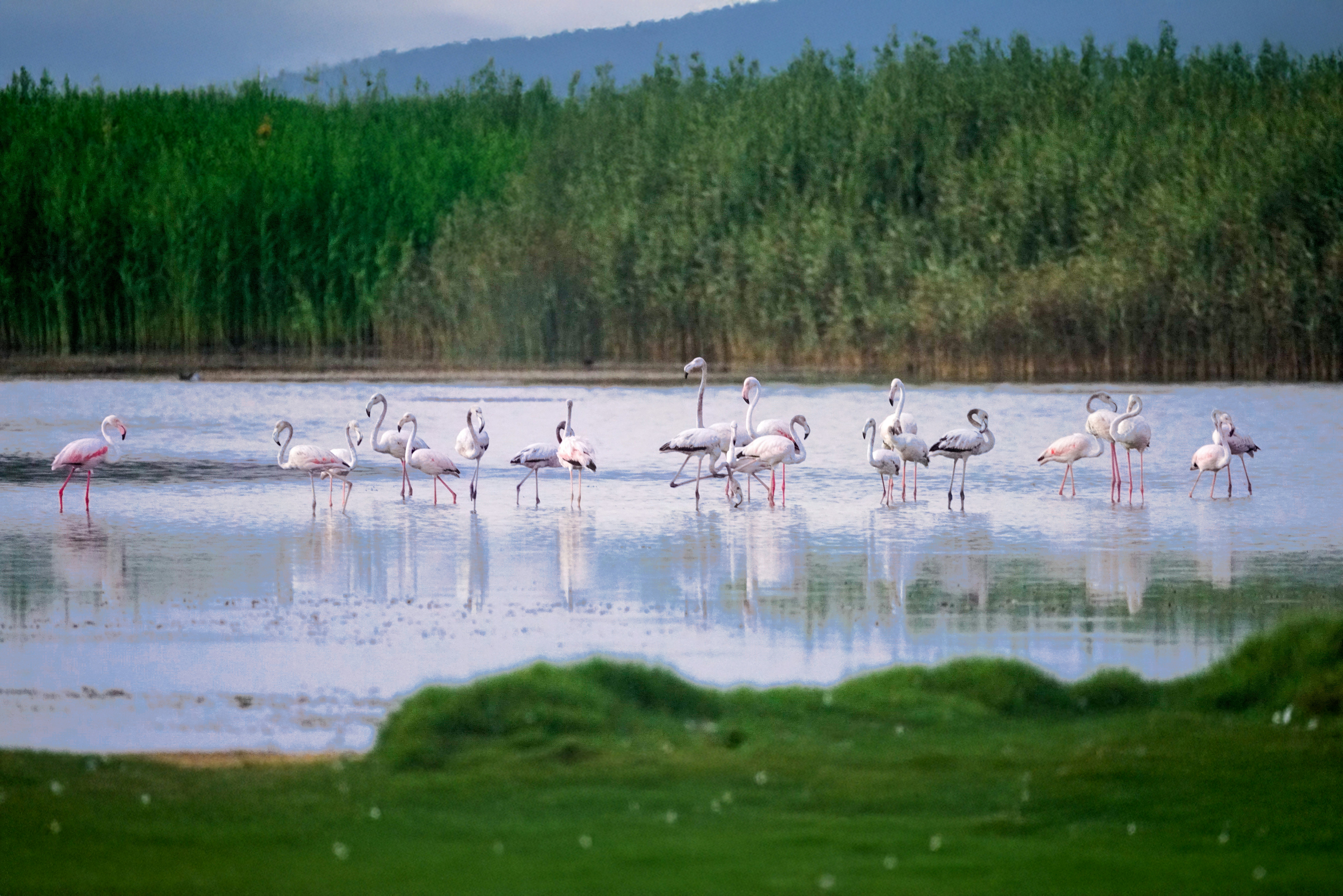 Pink Quietude: Flamingos Patrol a Mirror-Water Marsh