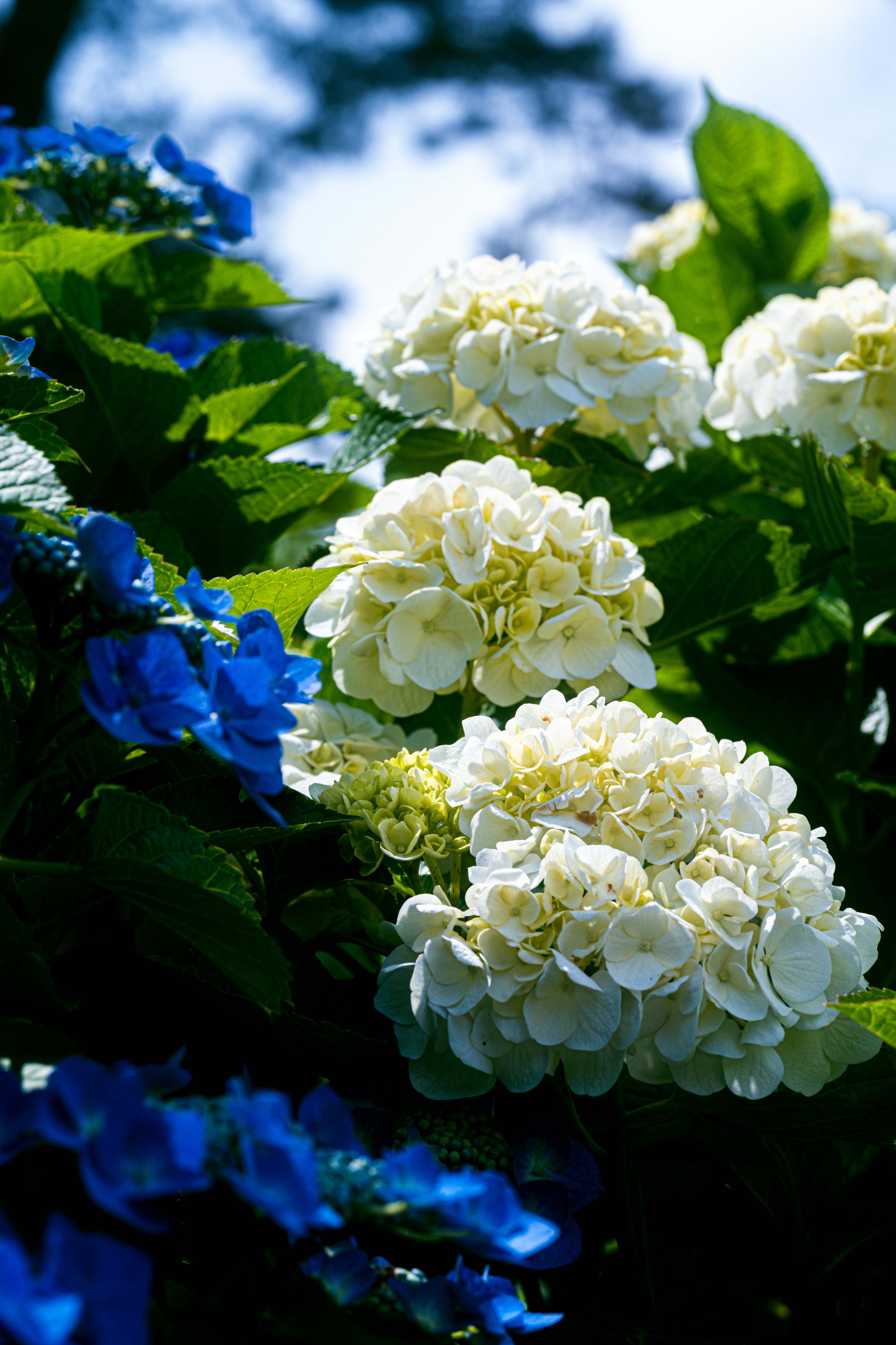 White and blue hydrangeas are in full bloom. photo – Free Japan Image ...