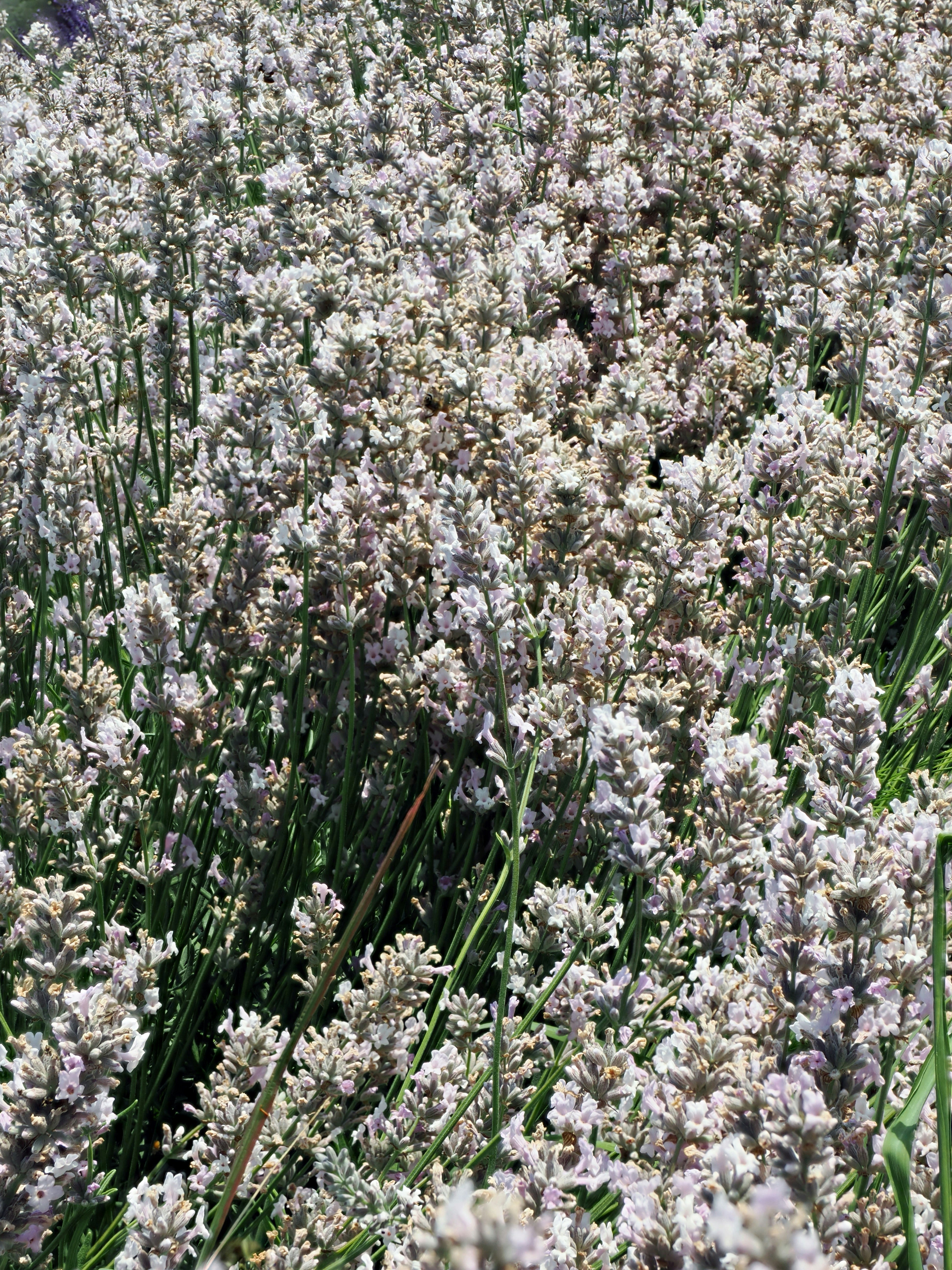 Pale Lavender Spires in a Sunlit Sea