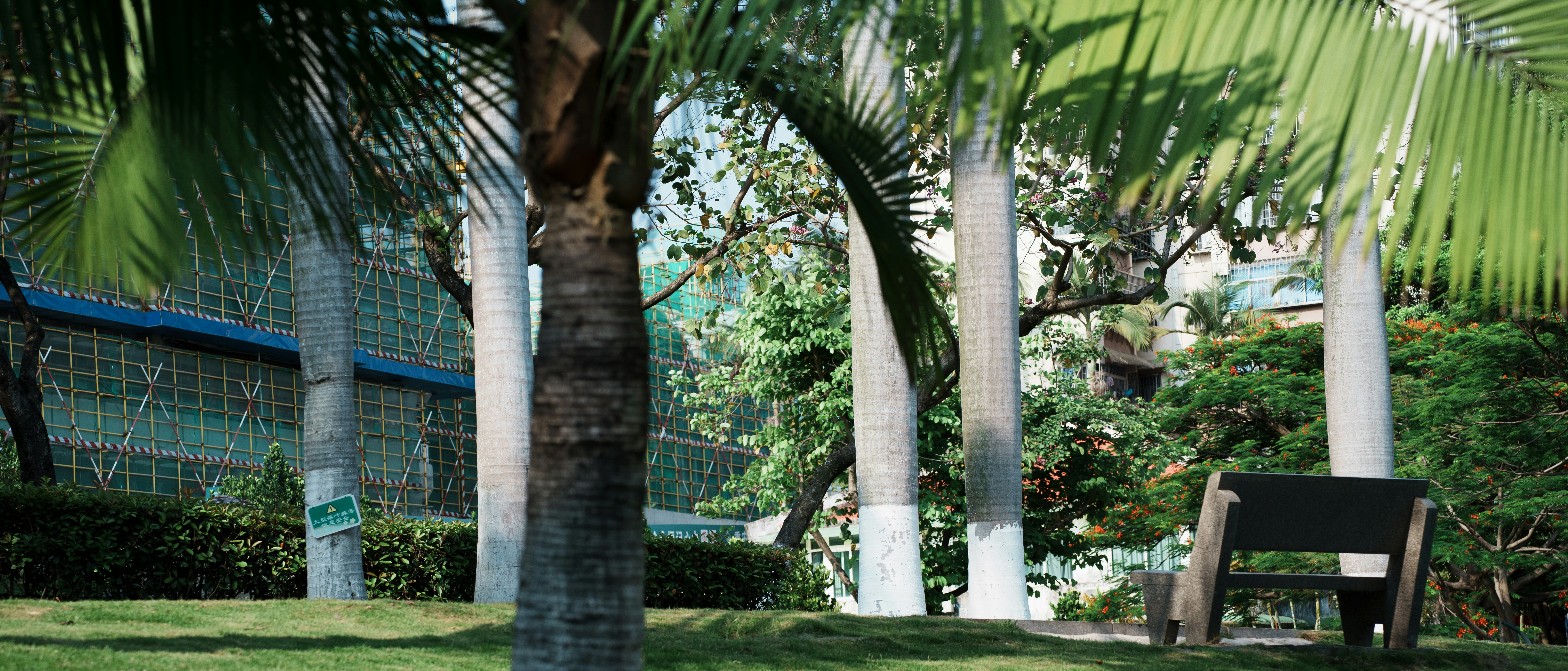 Palm trees, a bench, and green foliage are present. photo – Free House ...