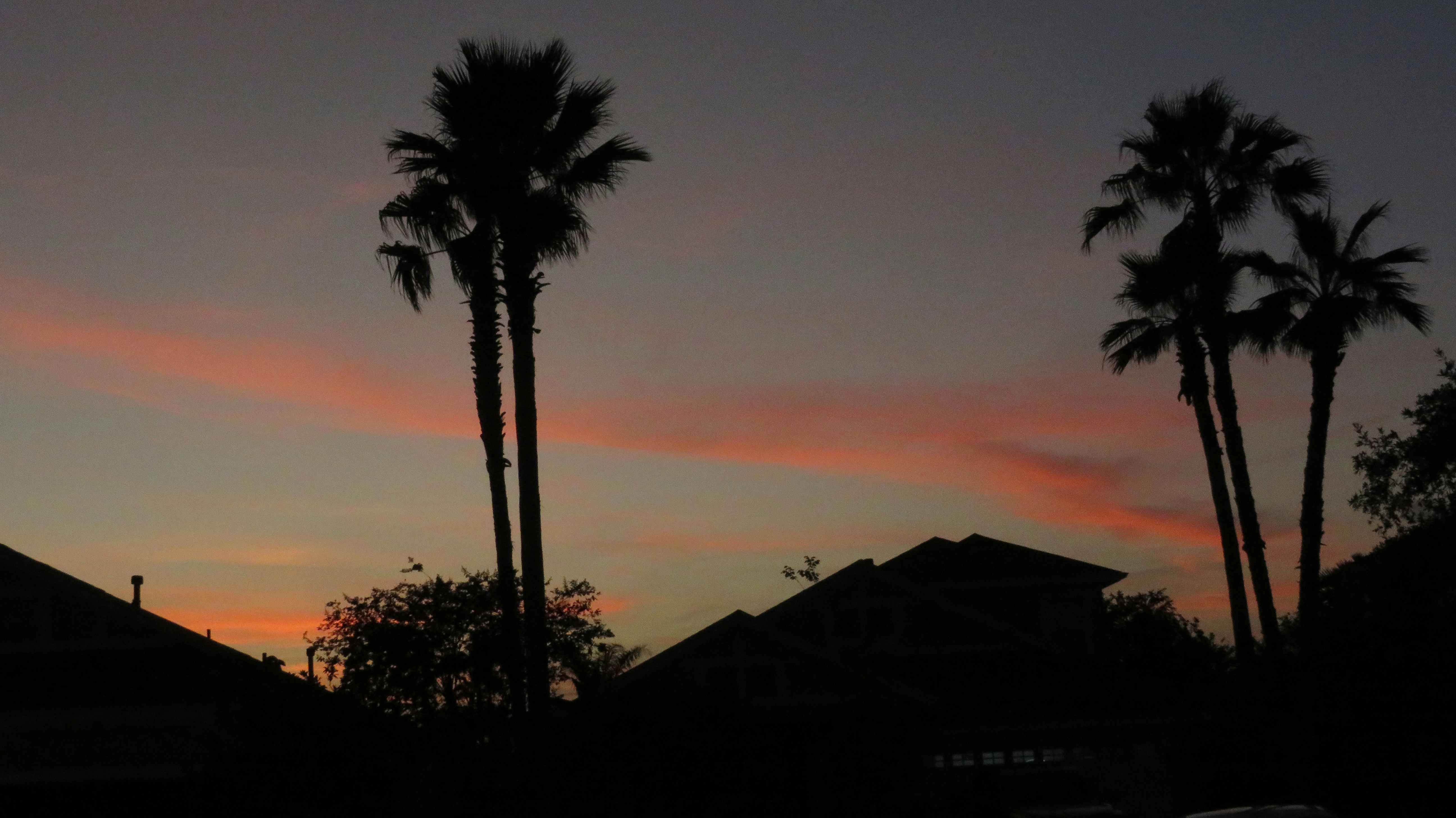 Silhouetted Palm twilight over quiet suburban rooftops