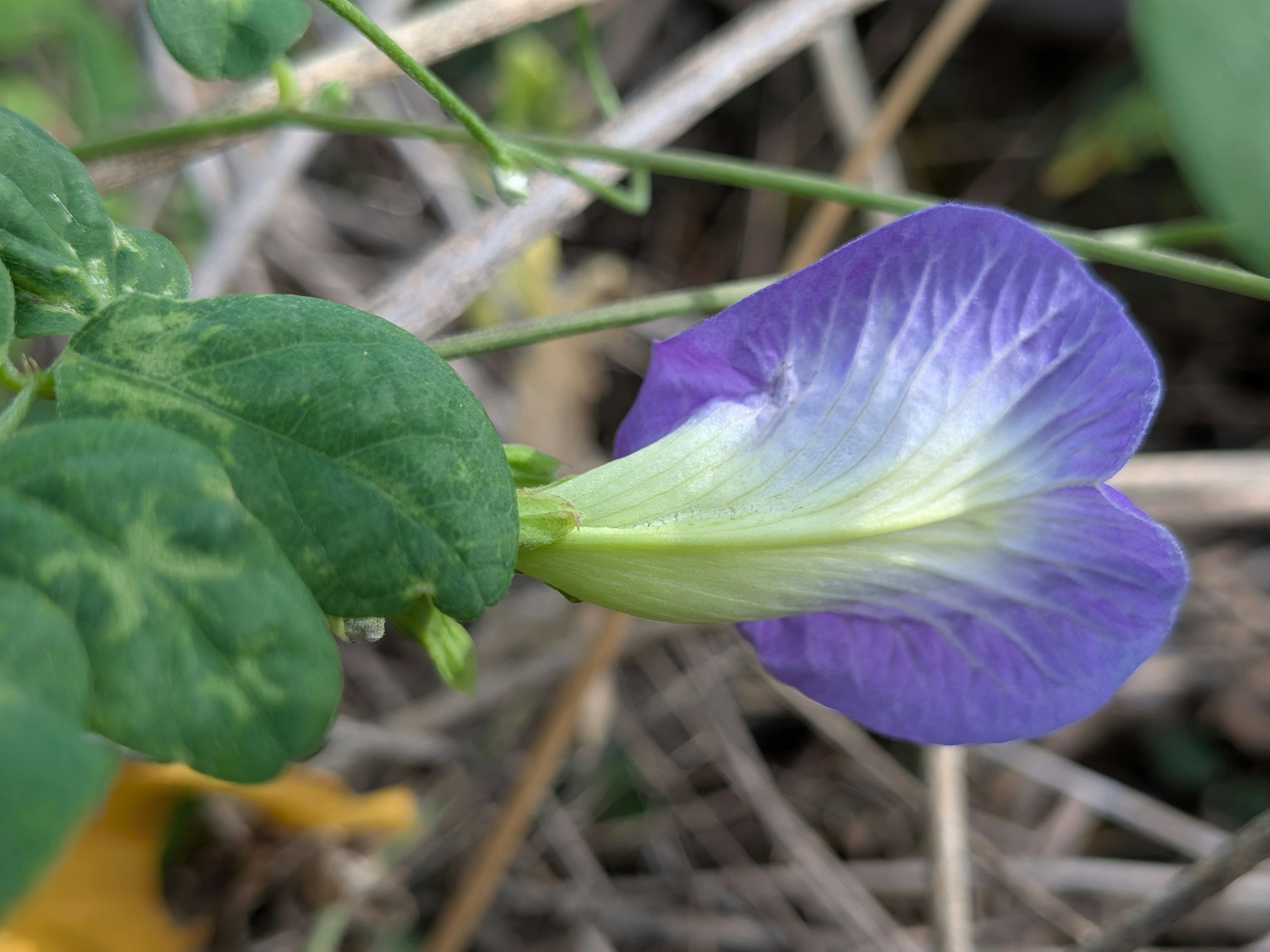 Purple morning glory trumpet in close-up among green leaves