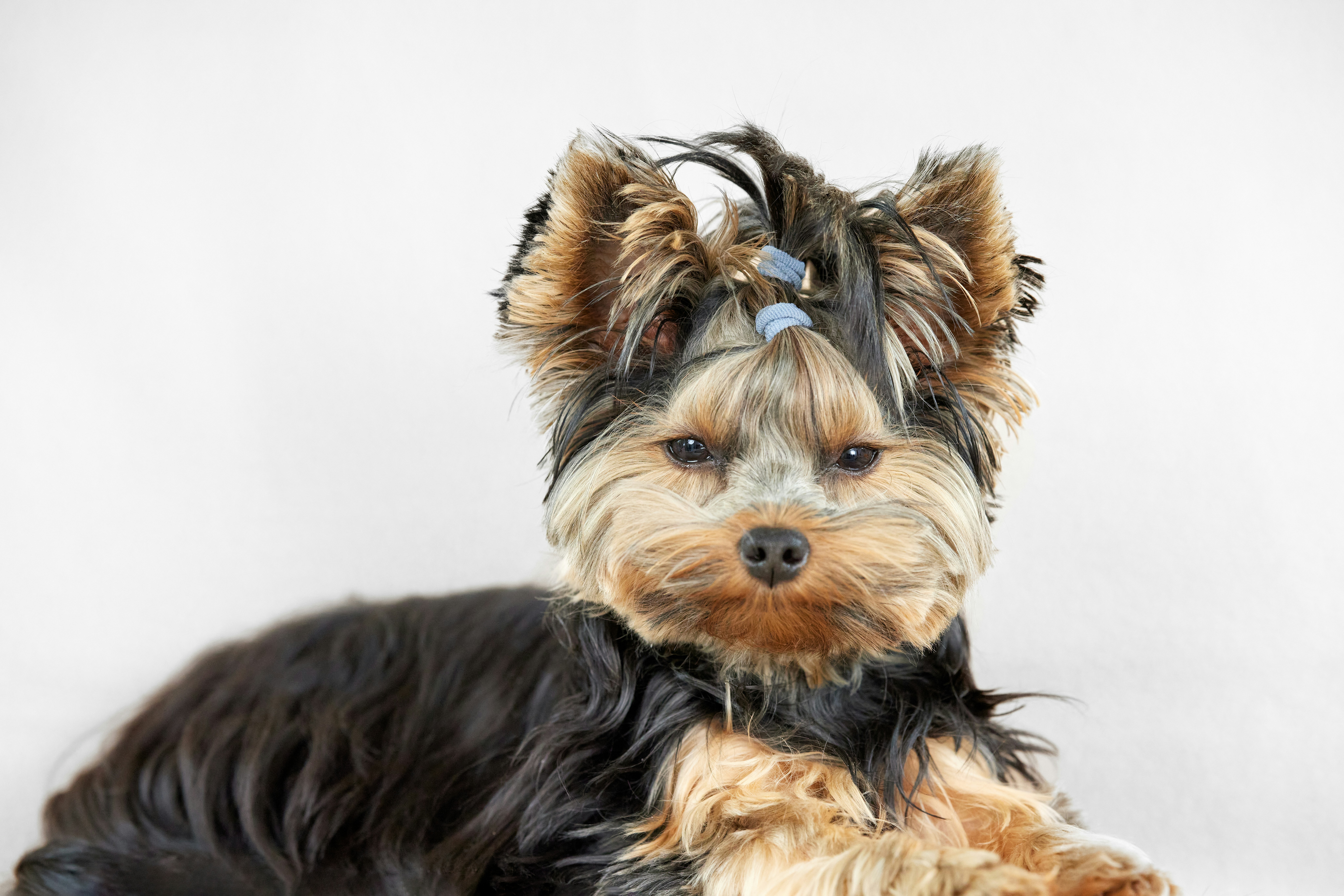 An adorable, well-groomed Yorkshire Terrier puppy with a blue top knot gazes attentively. The cute pup is isolated on a clean background.