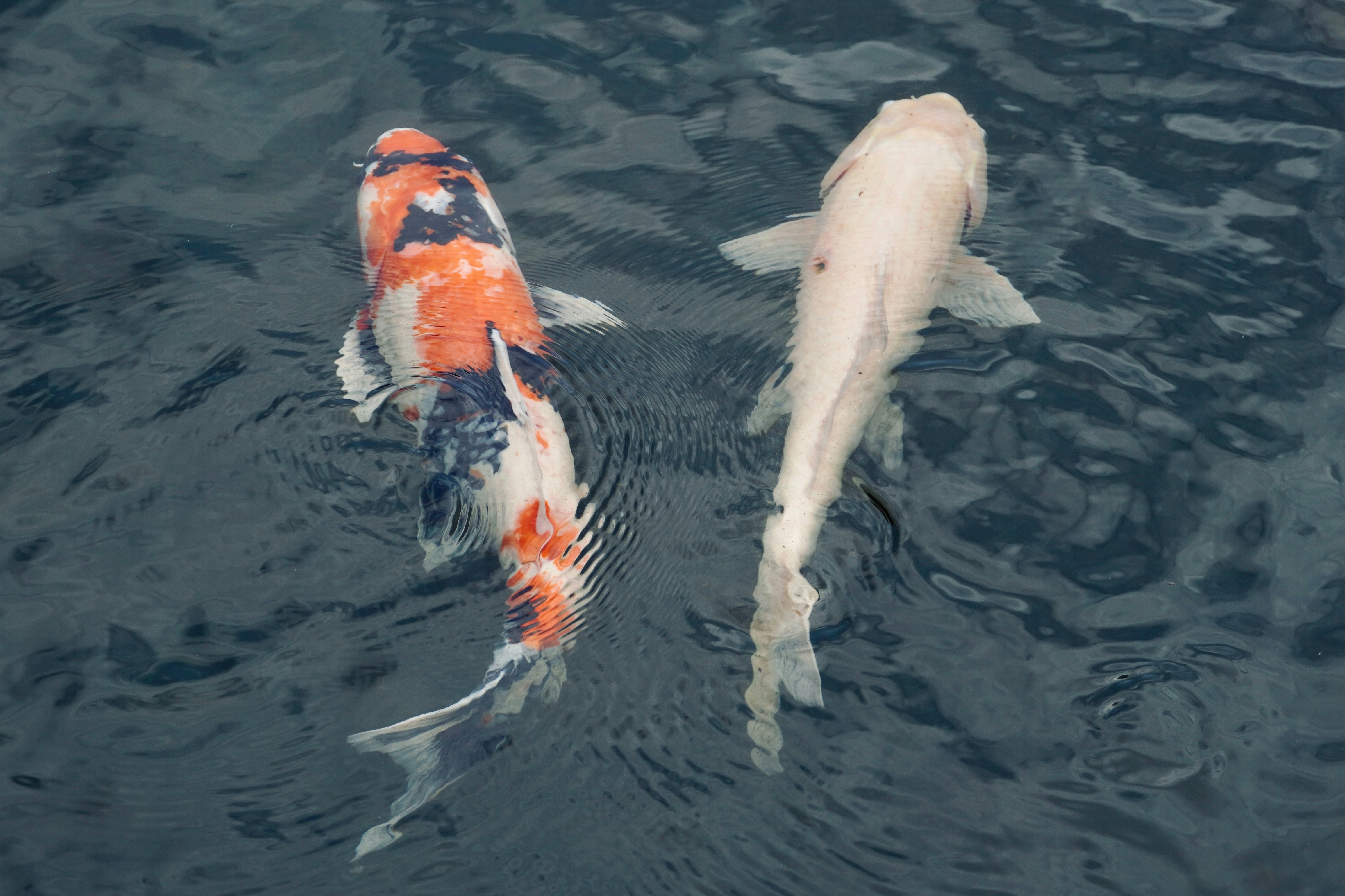 Pairs in Fluid Color: Orange-White and Ivory Koi Amid Indigo Ripples
