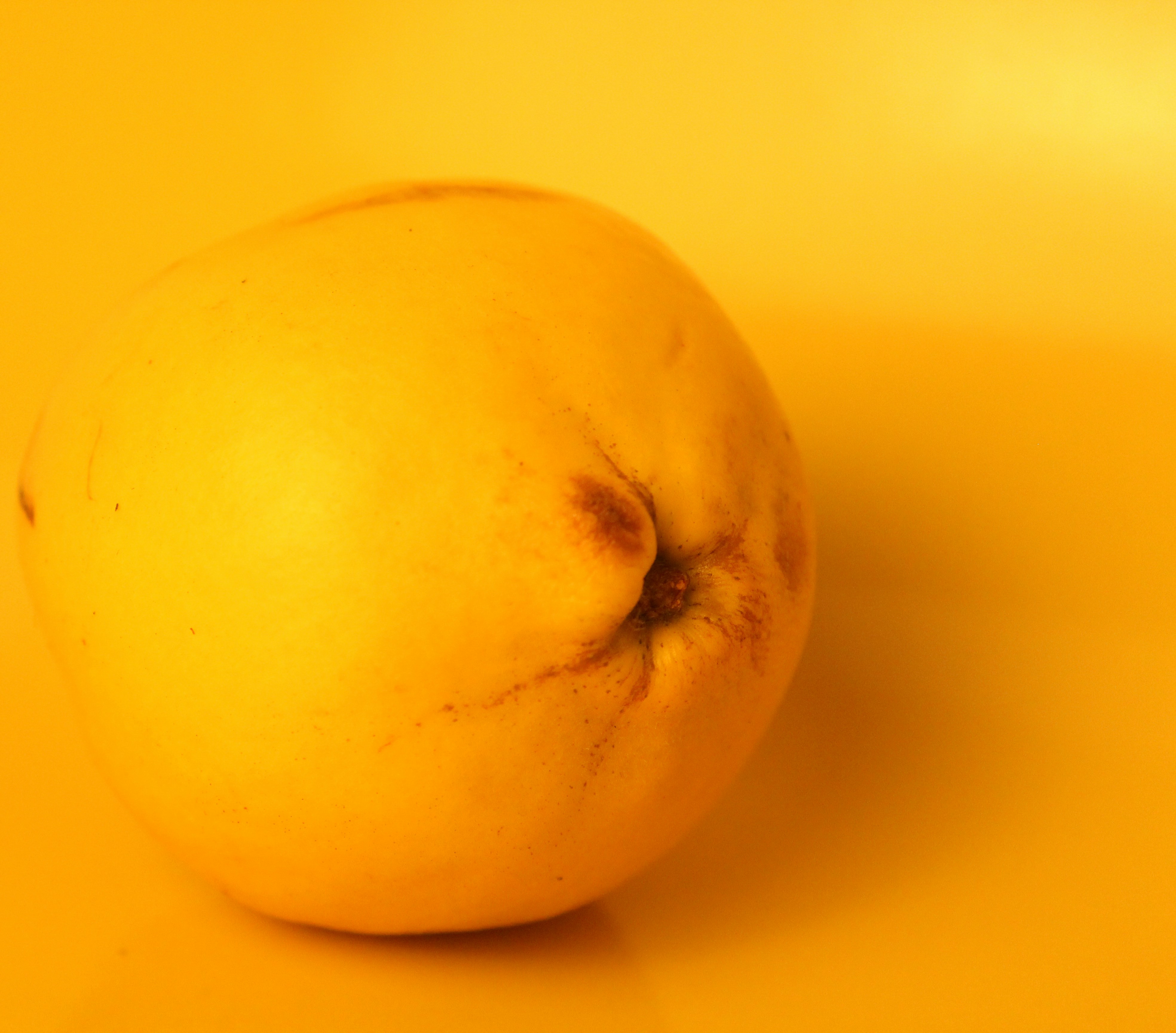 Quince Fruit | A yellow fruit rests against a yellow background.