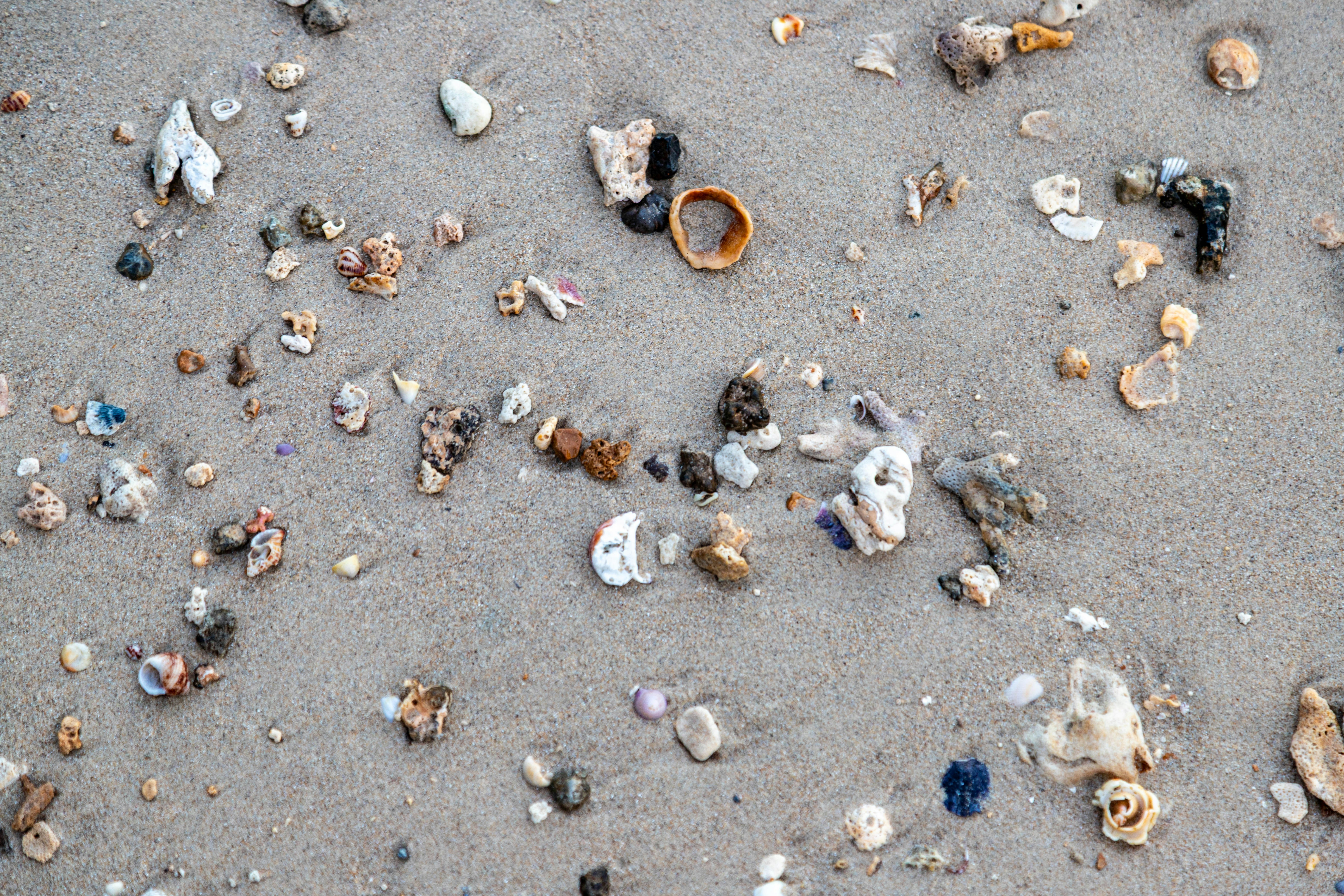 Shells and pebbles scatter on sandy ground. photo – Free Food Image on ...