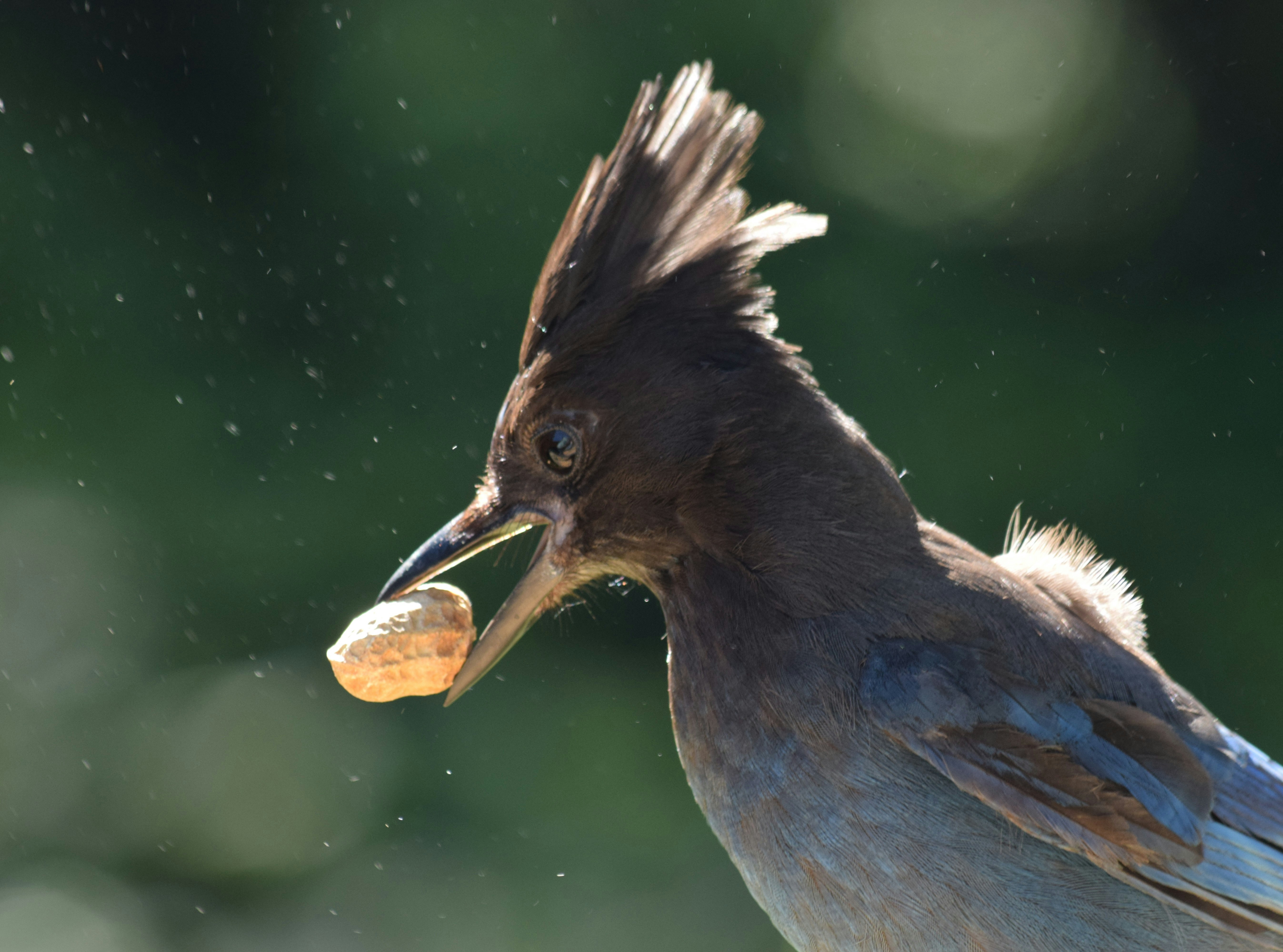 Crested Bird Grabs Nut in Mid-Flight
