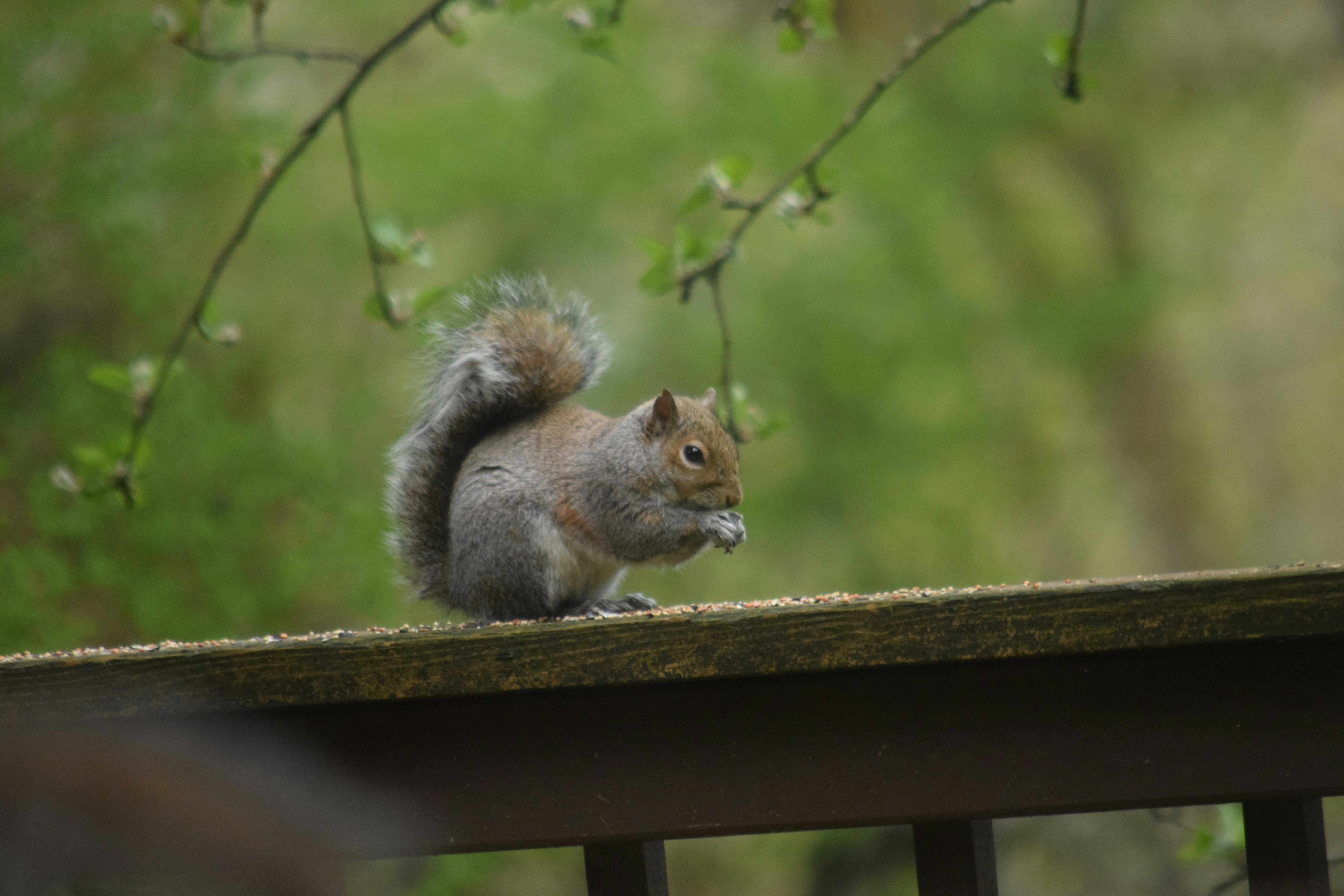 Mid-Room Squirrel on a Rail: A Quiet Moment on the Deck