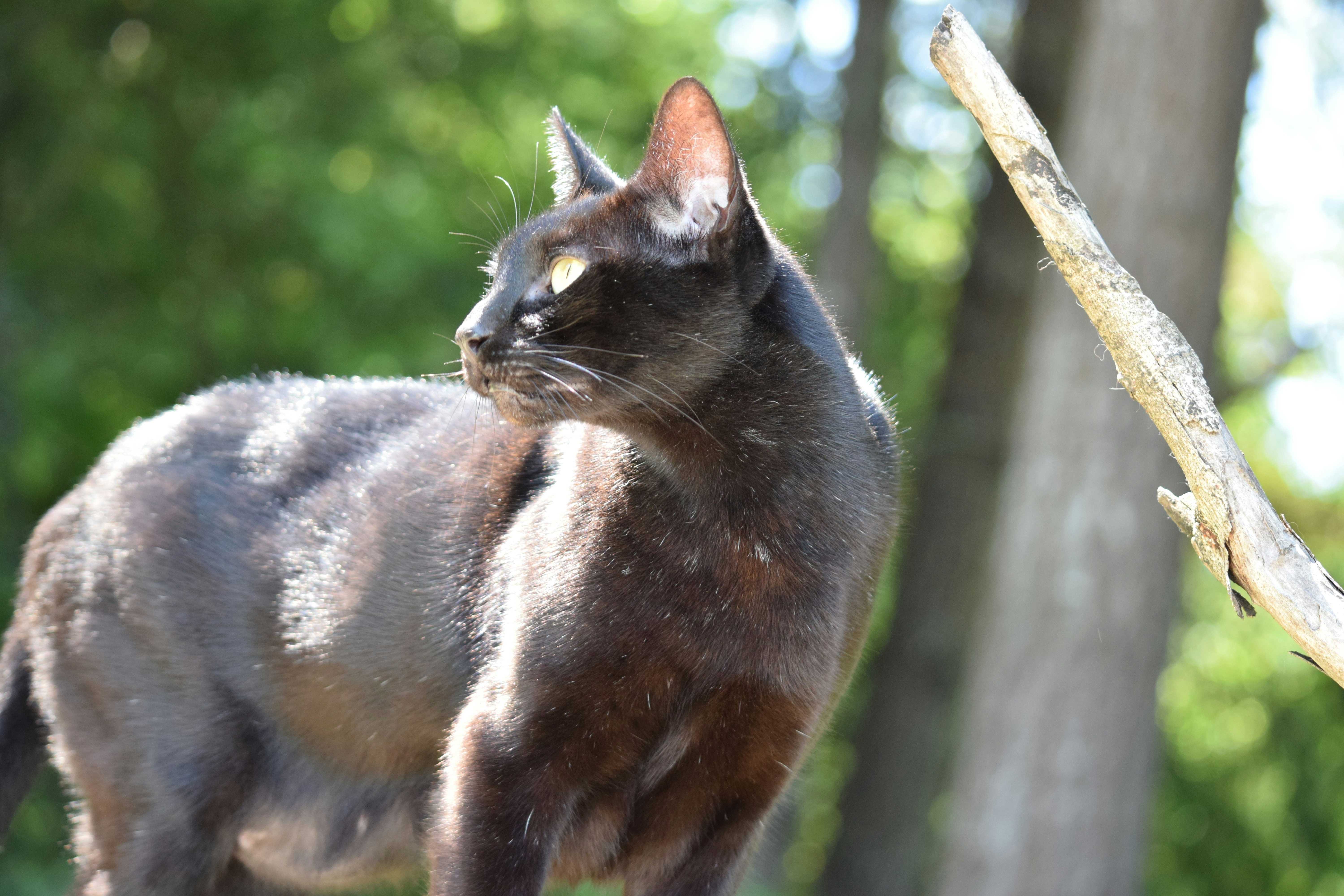 Shadowed Abyss: A Black Cat in Dappled Sunlight