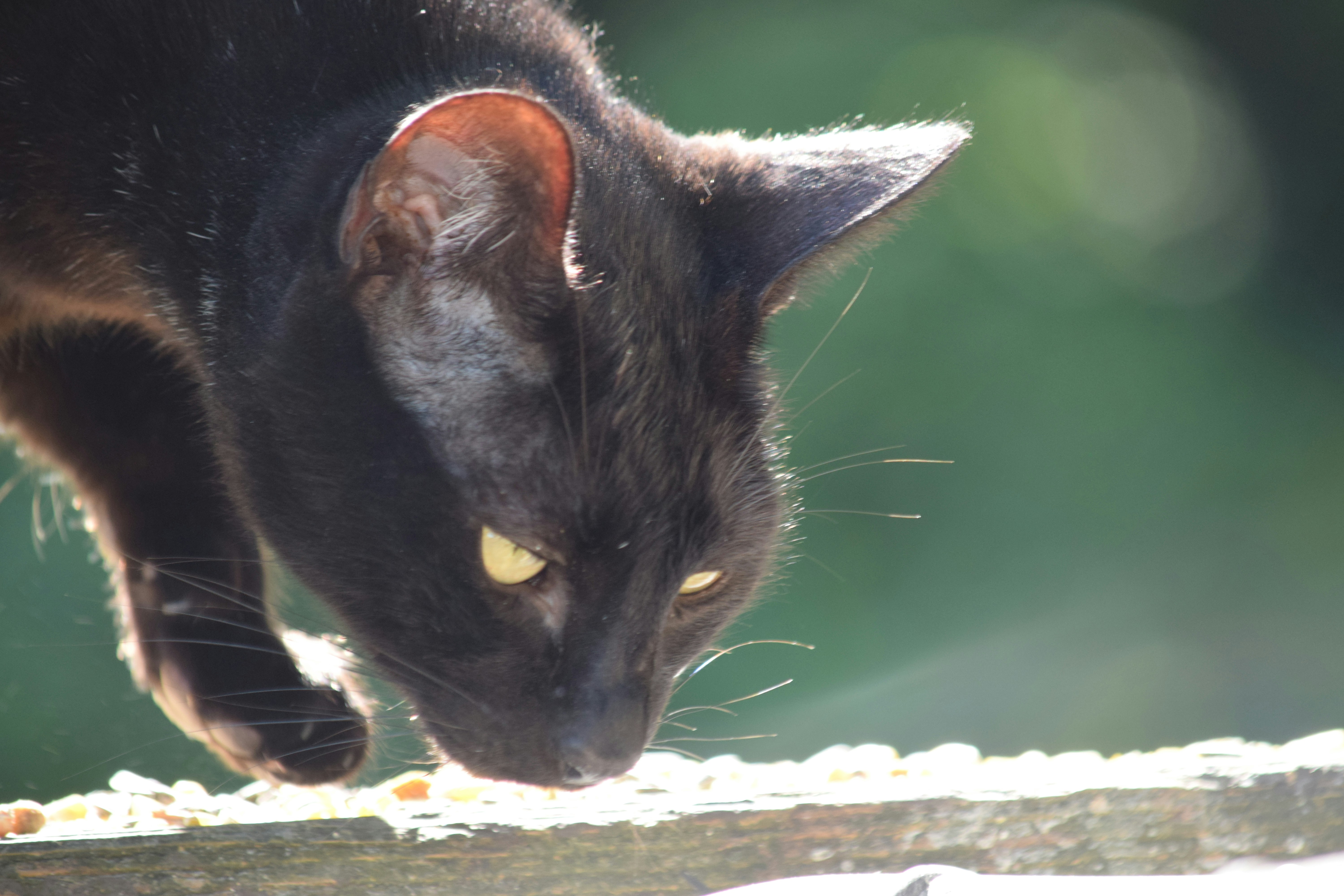 Black Cat on a Sunlit Riser: Focused Gaze at the Edge of Light