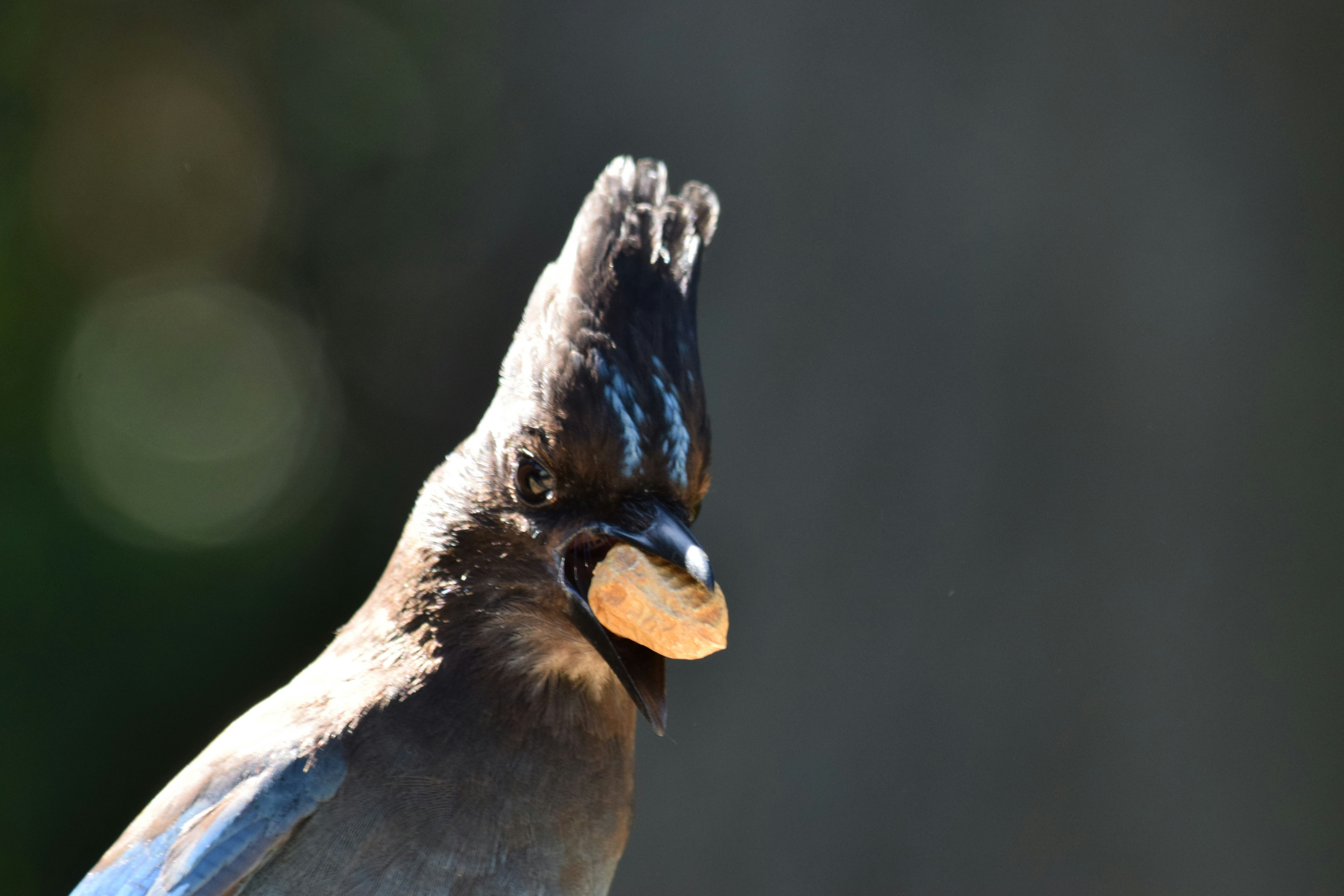 Crepuscular Crest: Peeking Beak with Nut Snack